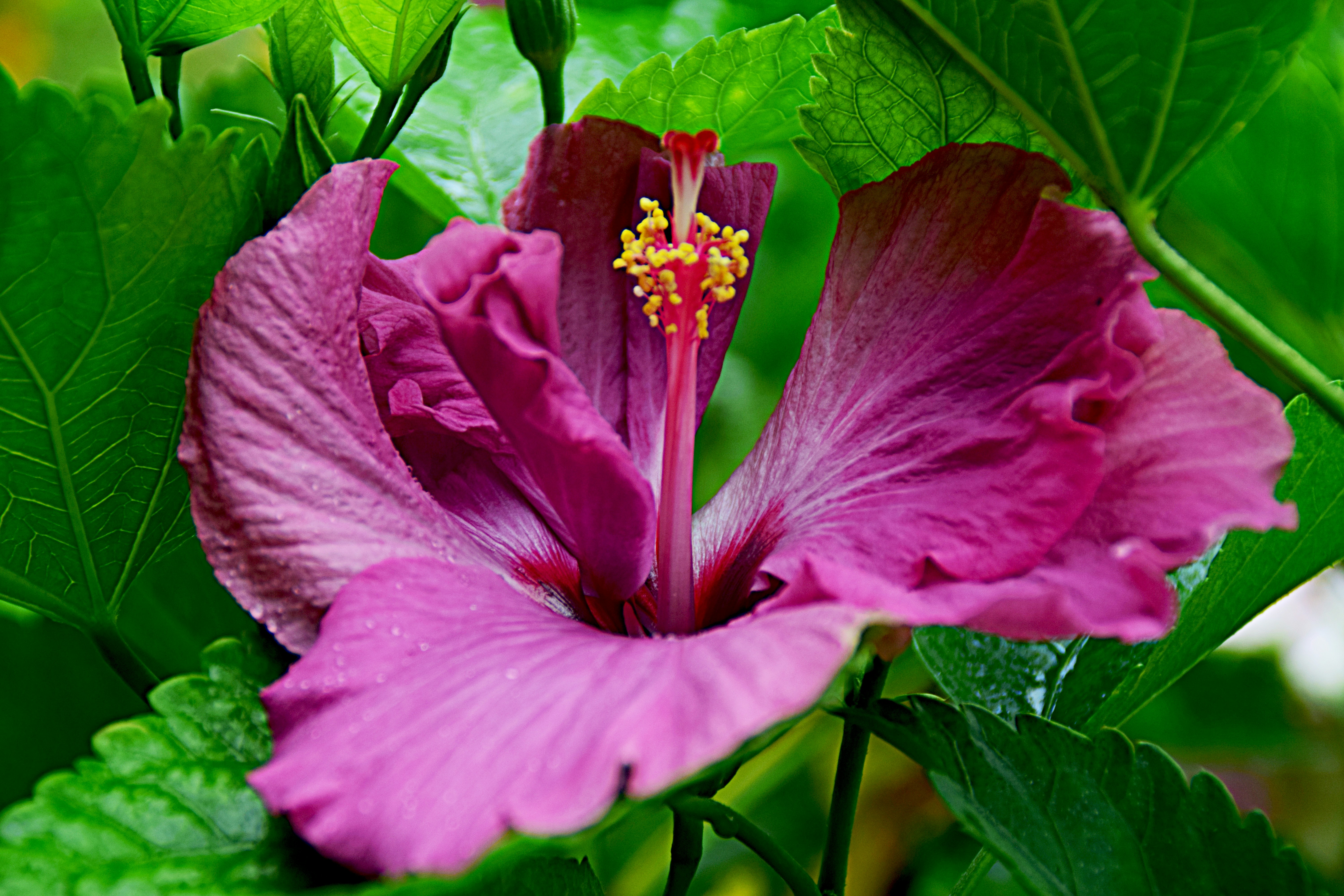 Velvet Hibiscus: Pink Petals and Golden Stamen in Macro
