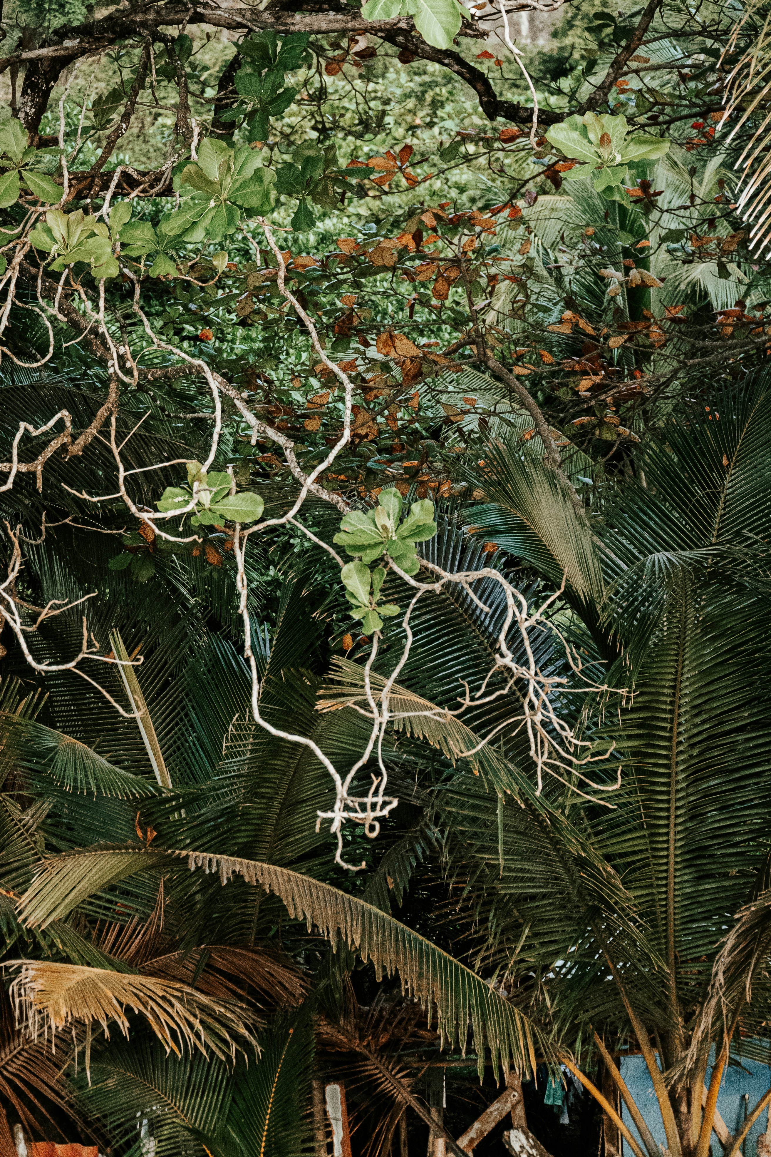 Tangled Quiet: Vines Weave Through a Palm-Filled Canopy