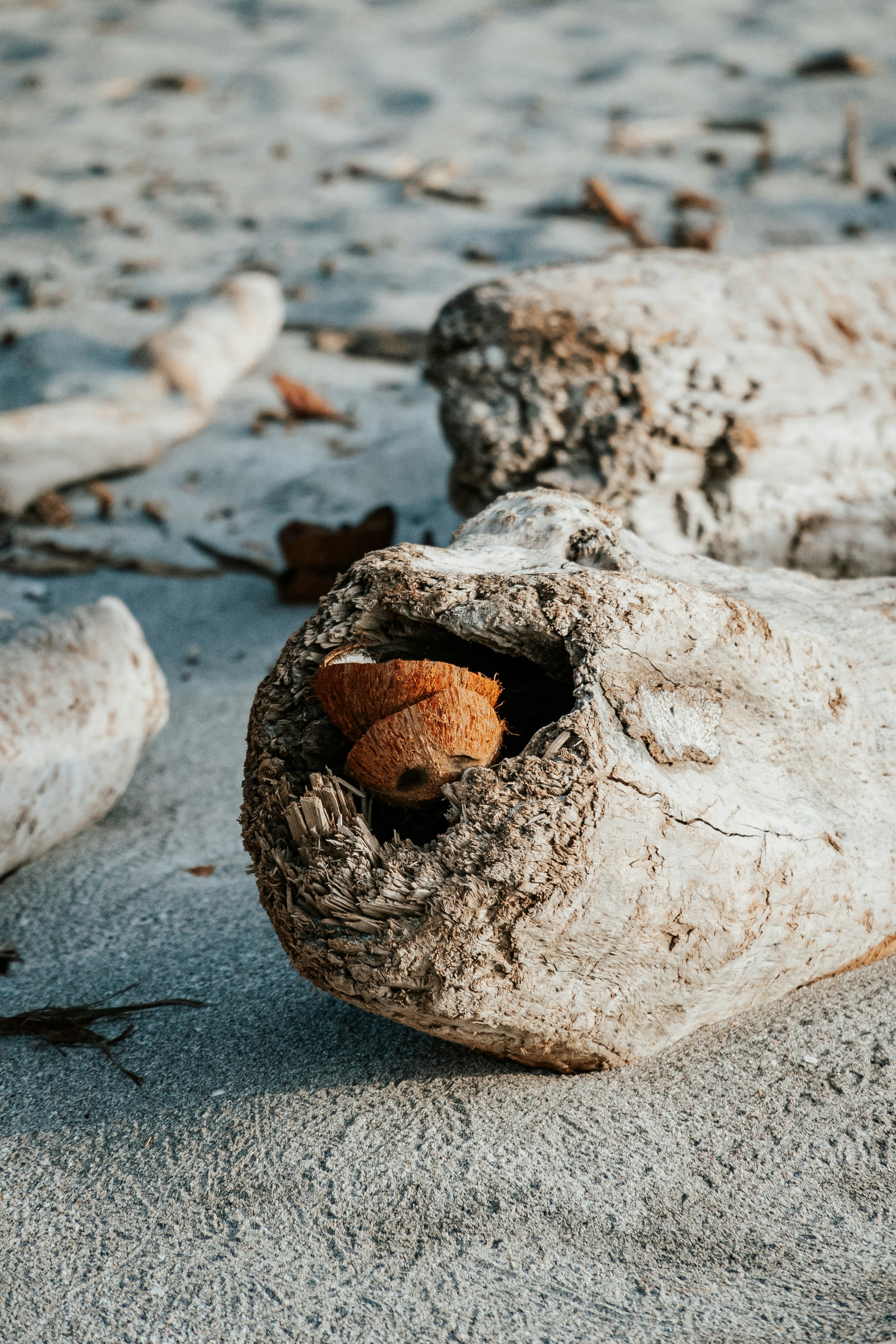 Hollow of the Tide: Orange fungus nest in a weathered beach relic