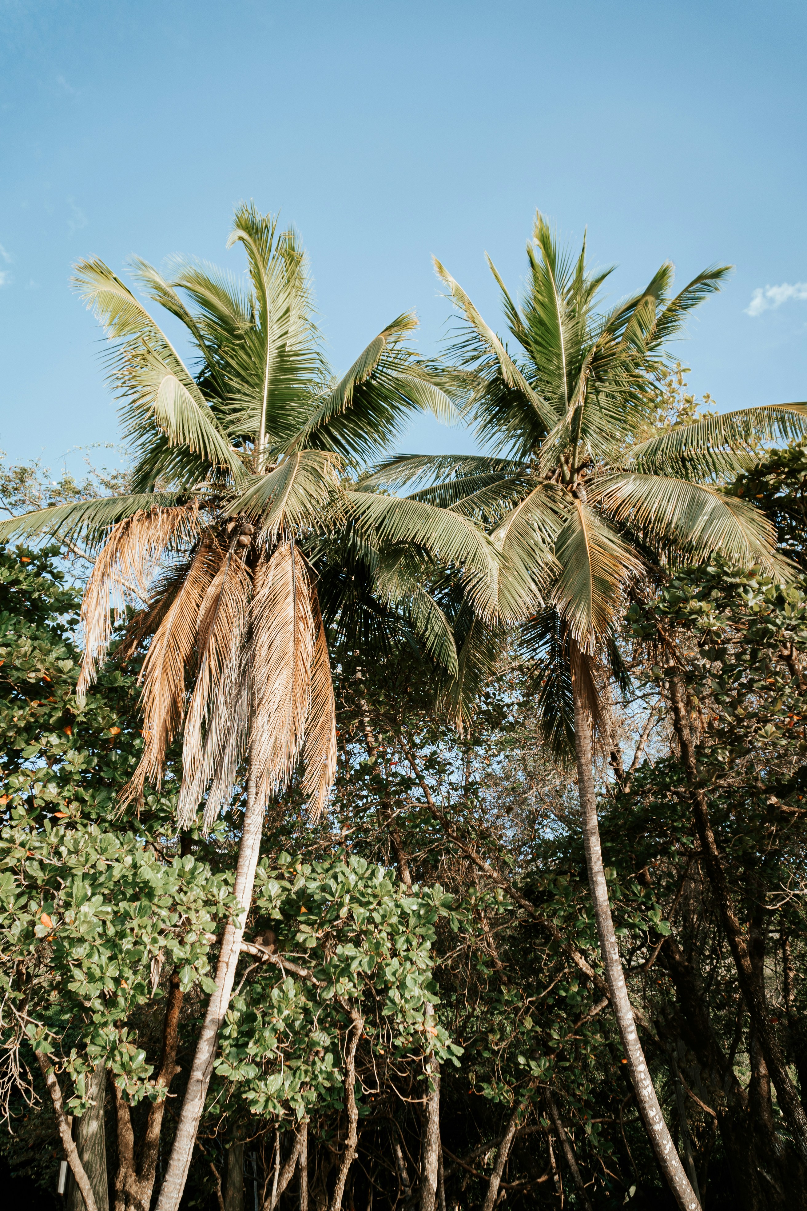 A couple of palm trees standing next to each other photo – Free Santa ...
