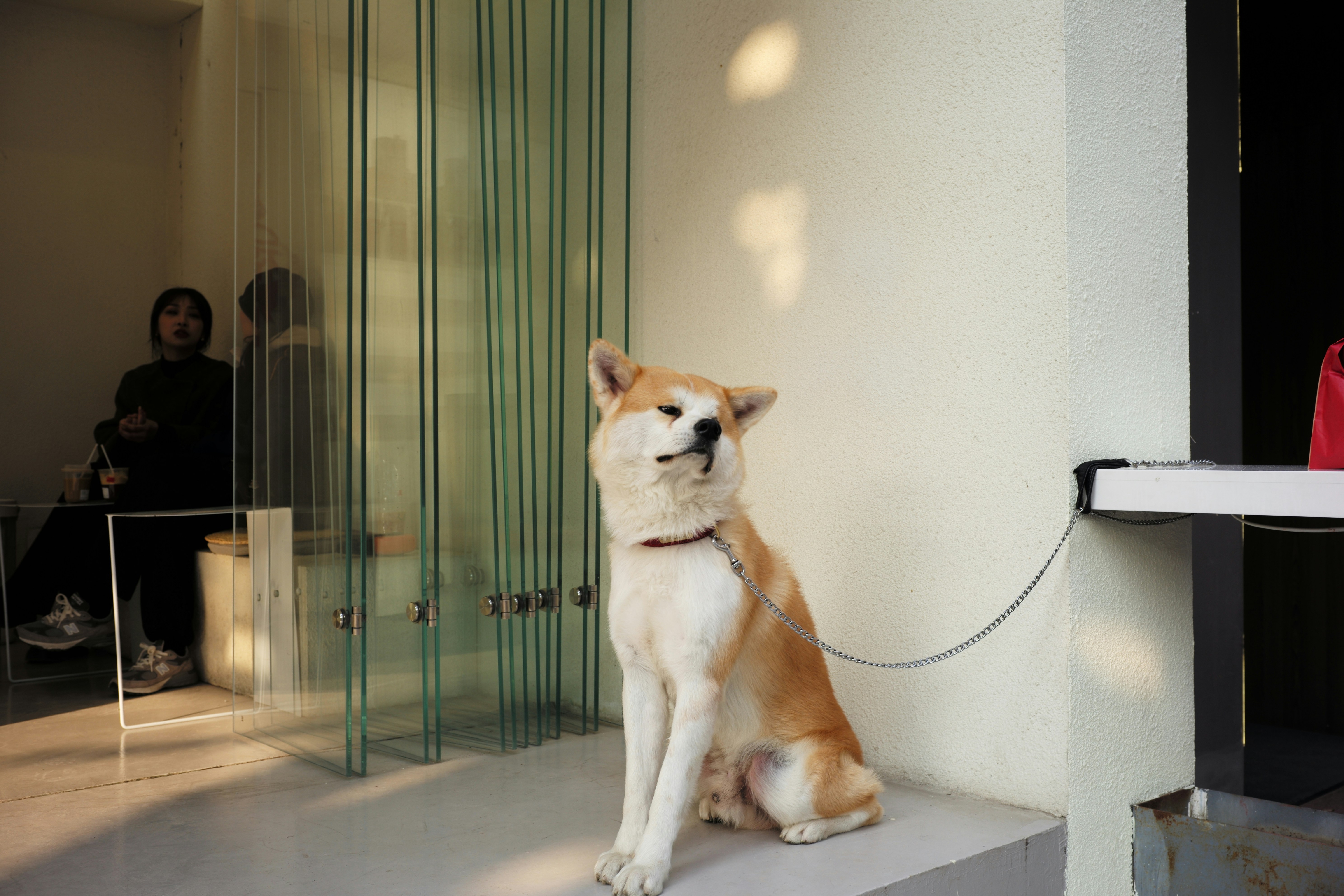 A Shiba Inu sits calmly on a ledge, gazing thoughtfully while tethered. The soft light casts gentle shadows, enhancing the tranquil atmosphere.