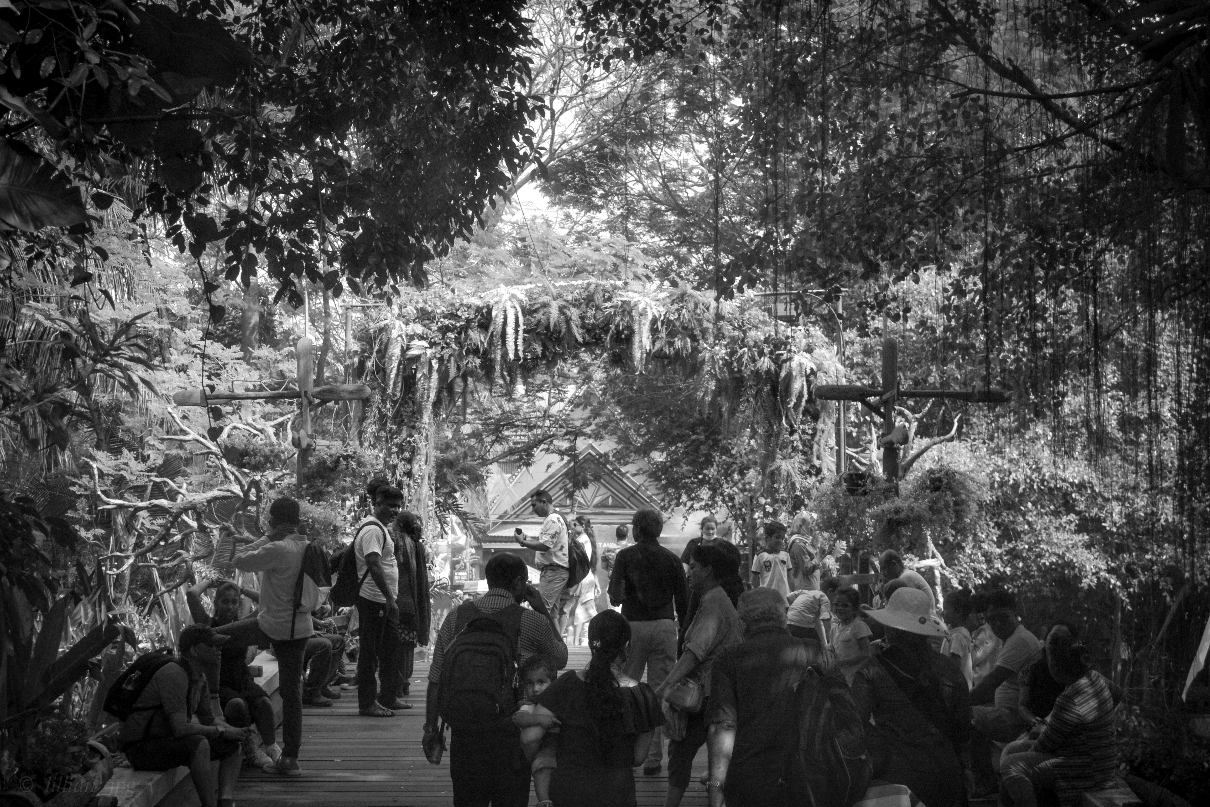 Crowd walking beneath a canopy of trees adorned with hanging decorations, captured in black and white.