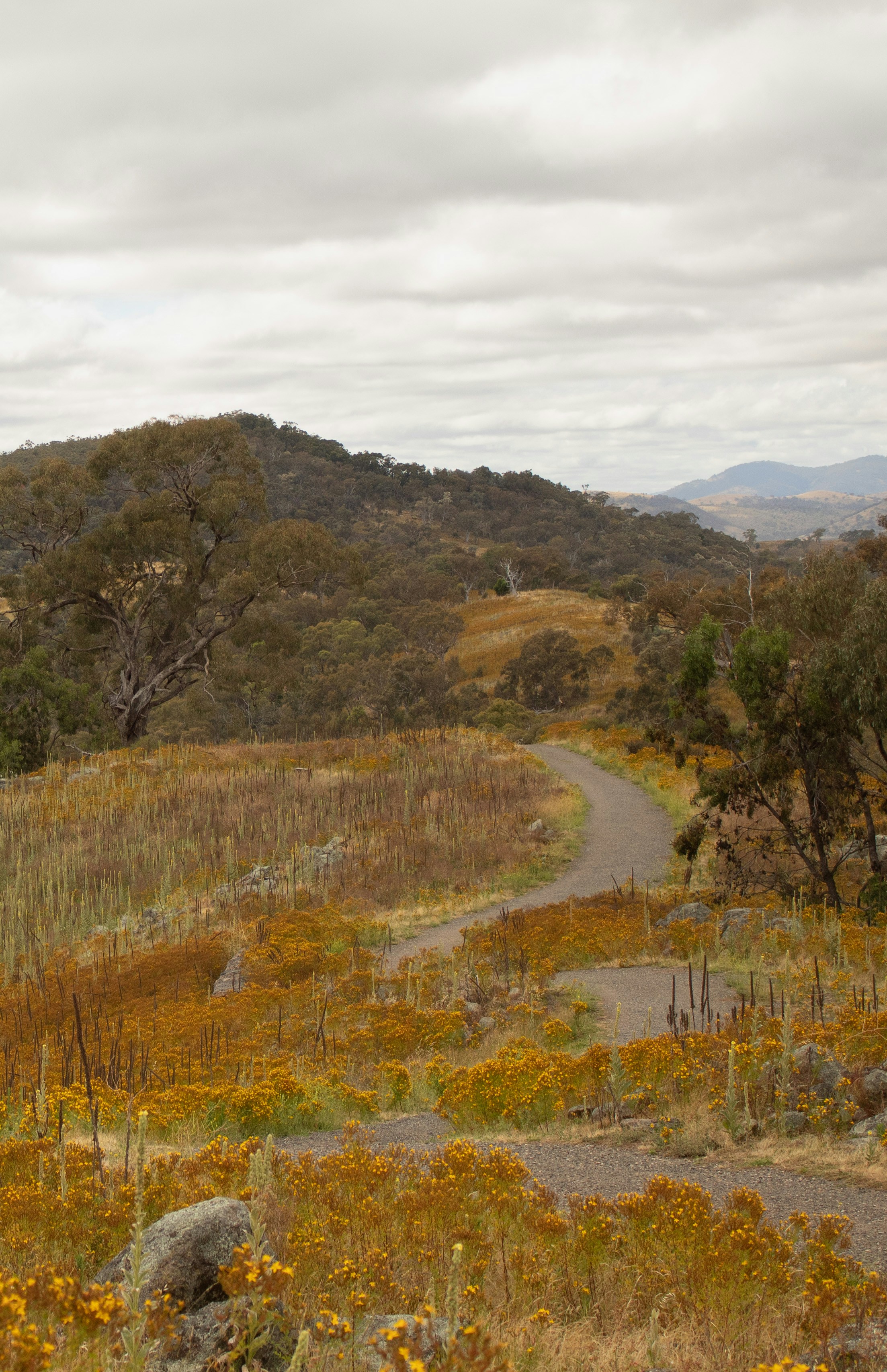 Yellow Top Mountain