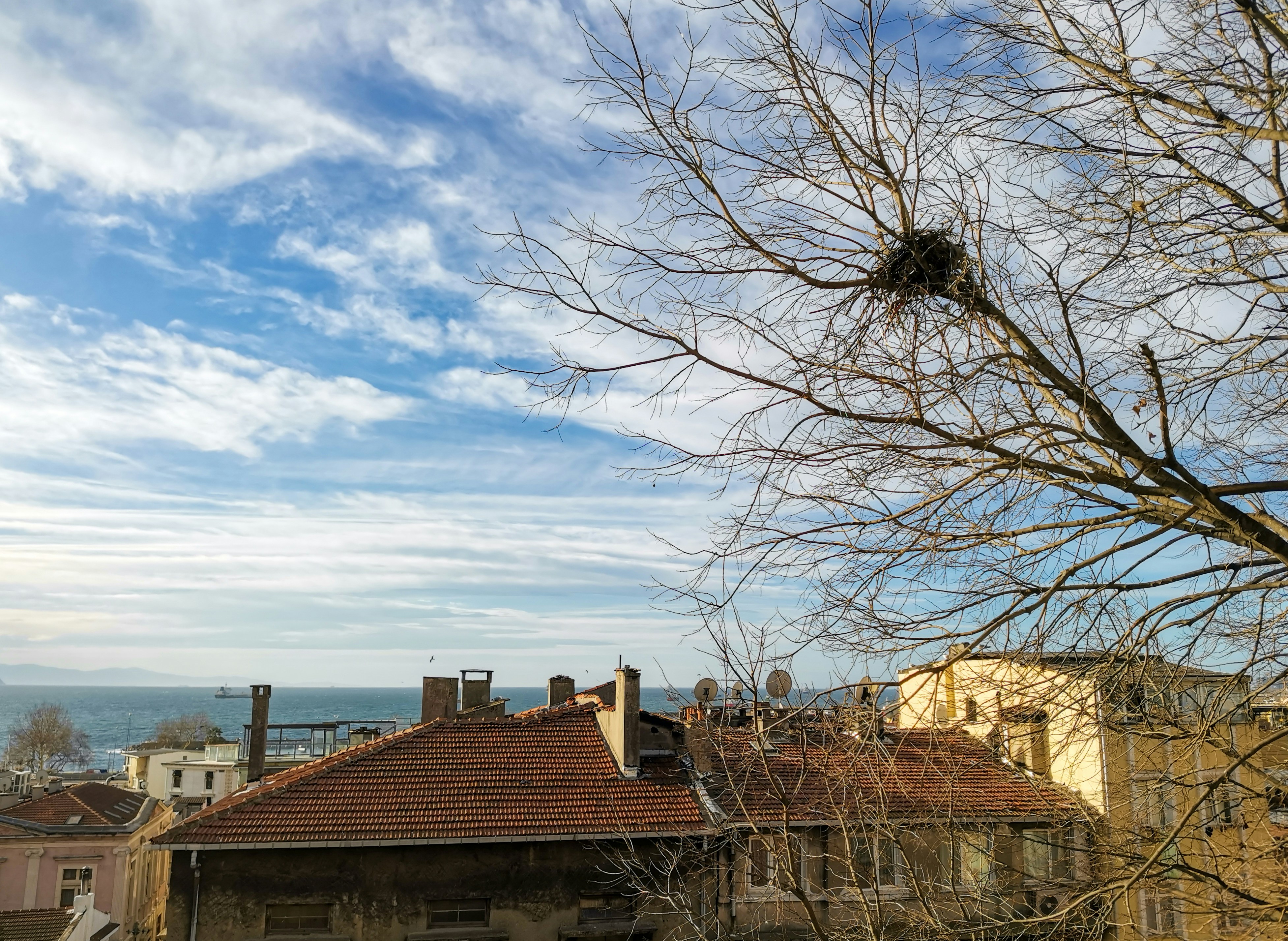 Bare tree on the right frames sunlit rooftops and the calm sea on the horizon. The composition balances urban textures with open sky.