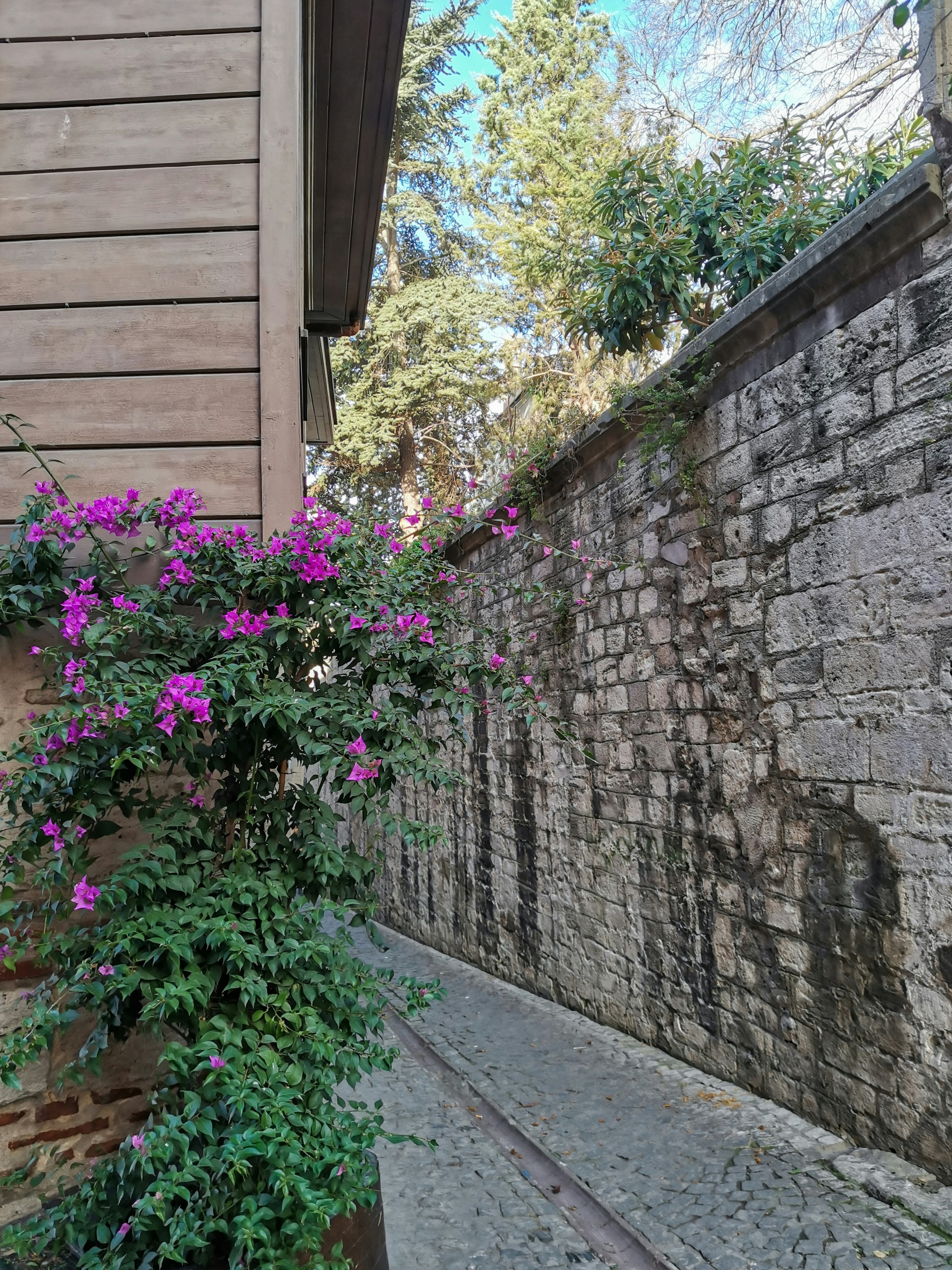 Pink bougainvillea vines frame a narrow stone alley beside a wooden building. A weathered brick wall runs along the right.