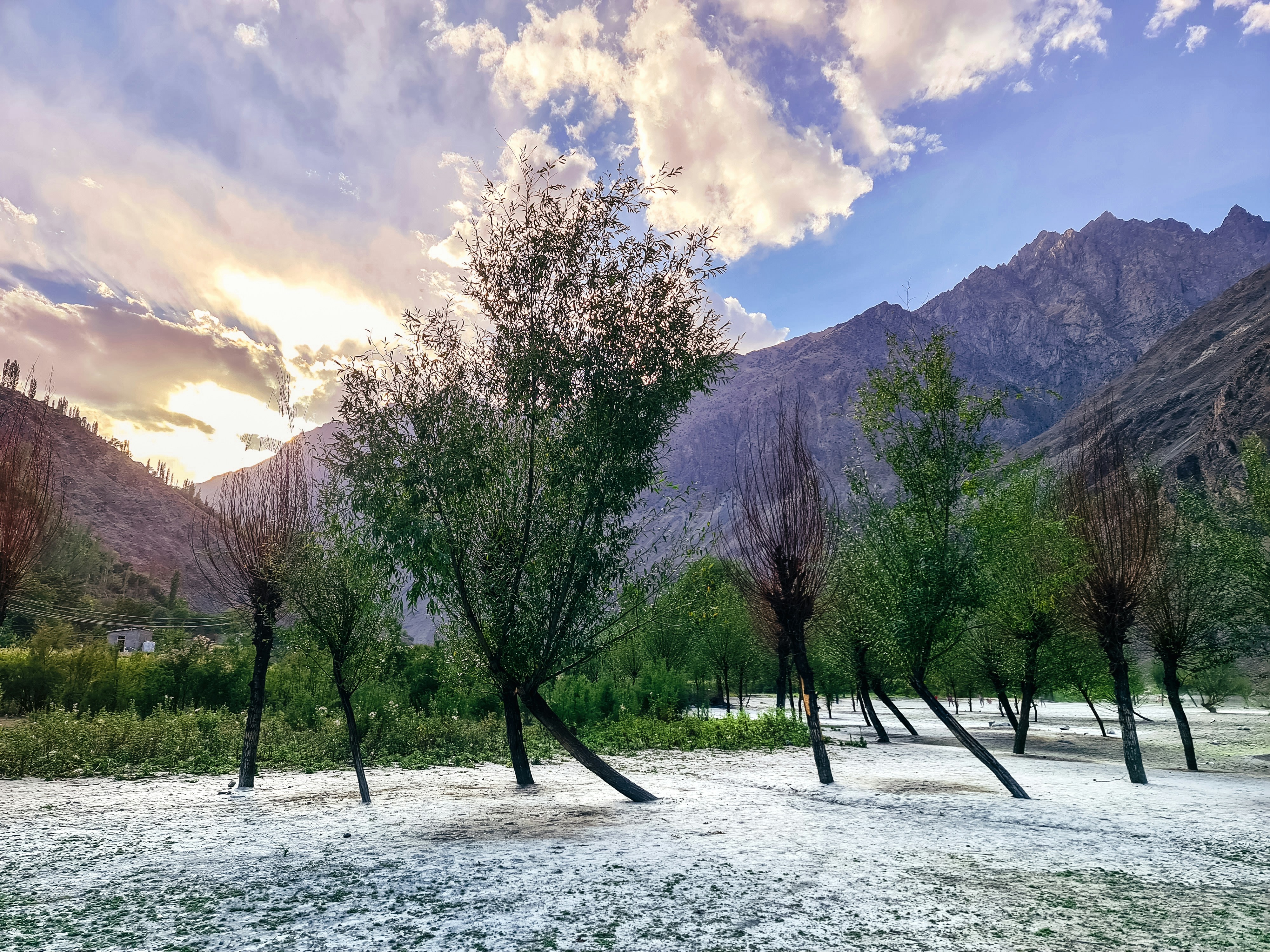 Alpine Dusk: Trees Standing in a Flooded Valley Beneath Rugged Peaks