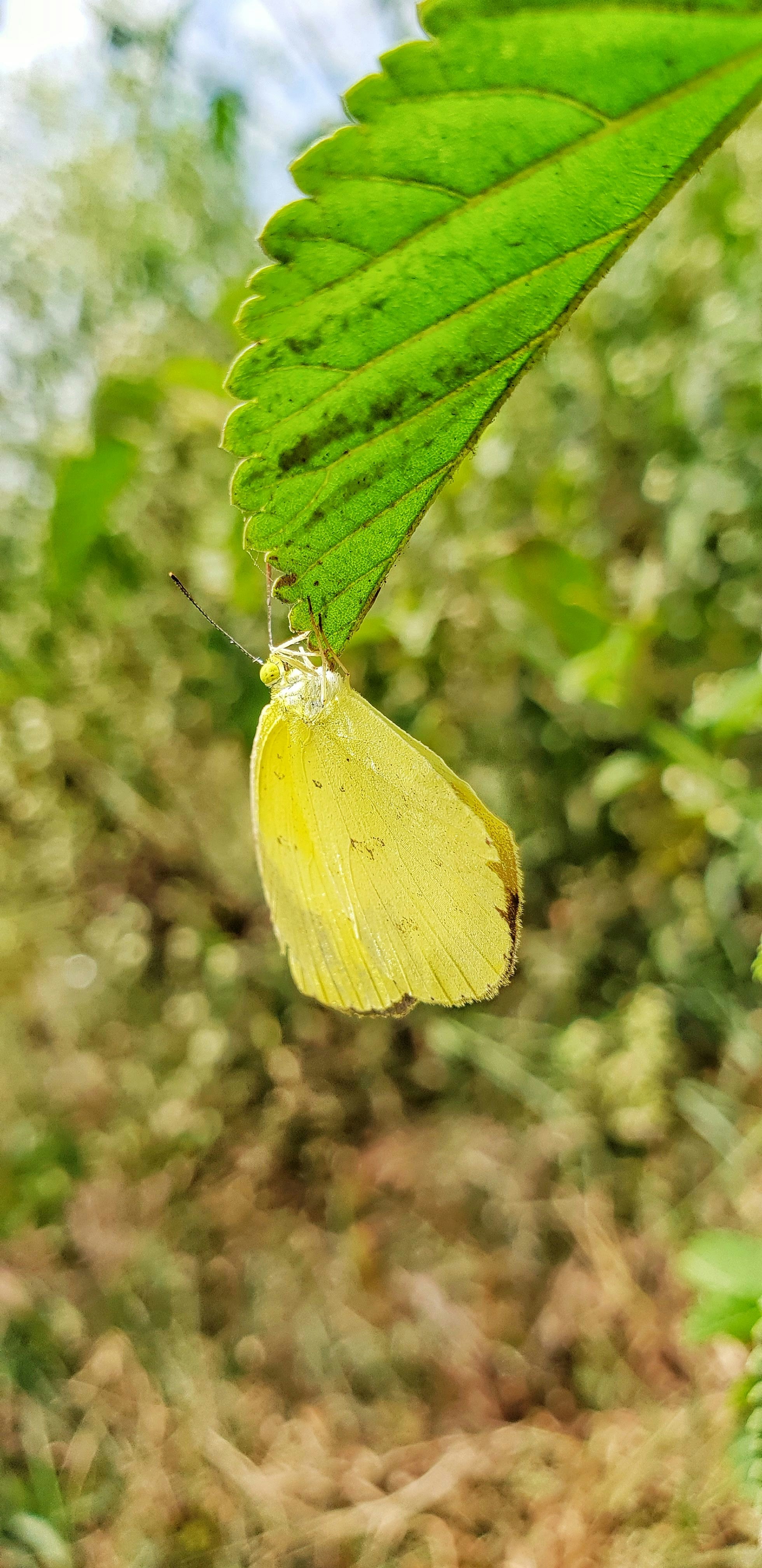 Sunlit Lemon Butterfly Clinging to a Serrated Leaf