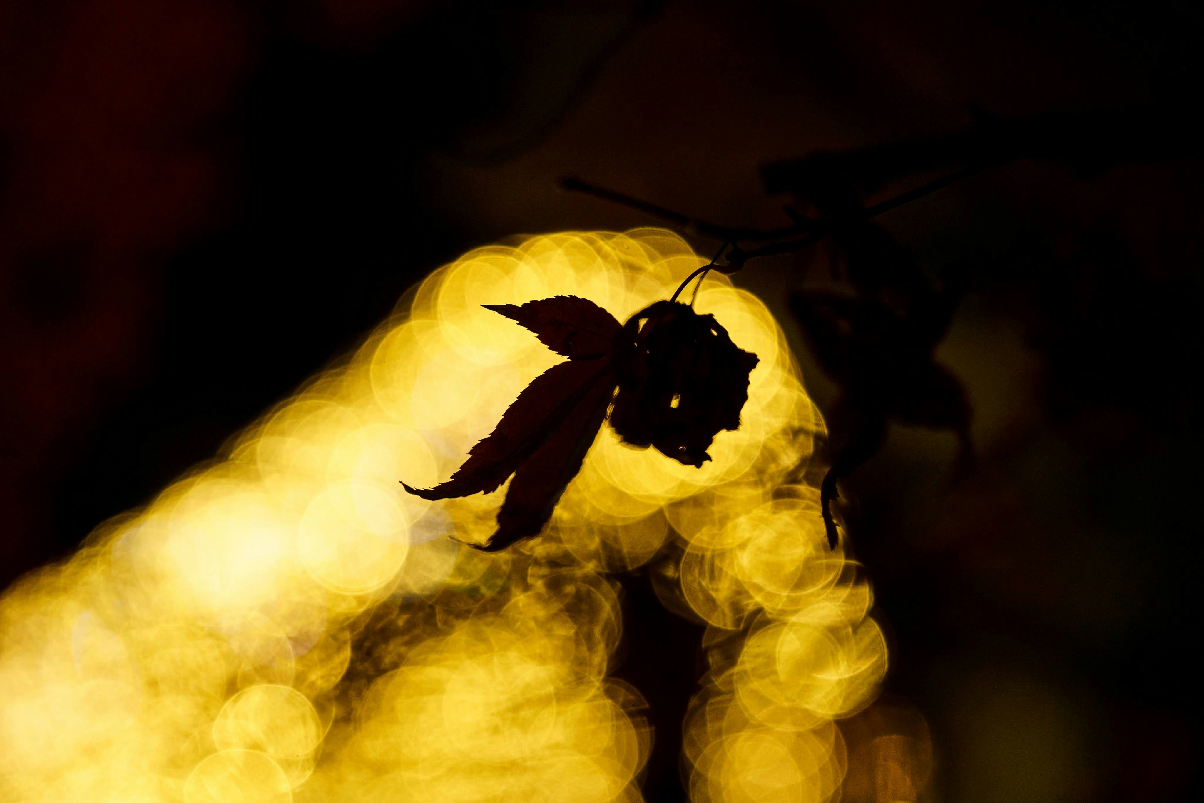 Photo by shingo matsui with Sony Alpha 7C