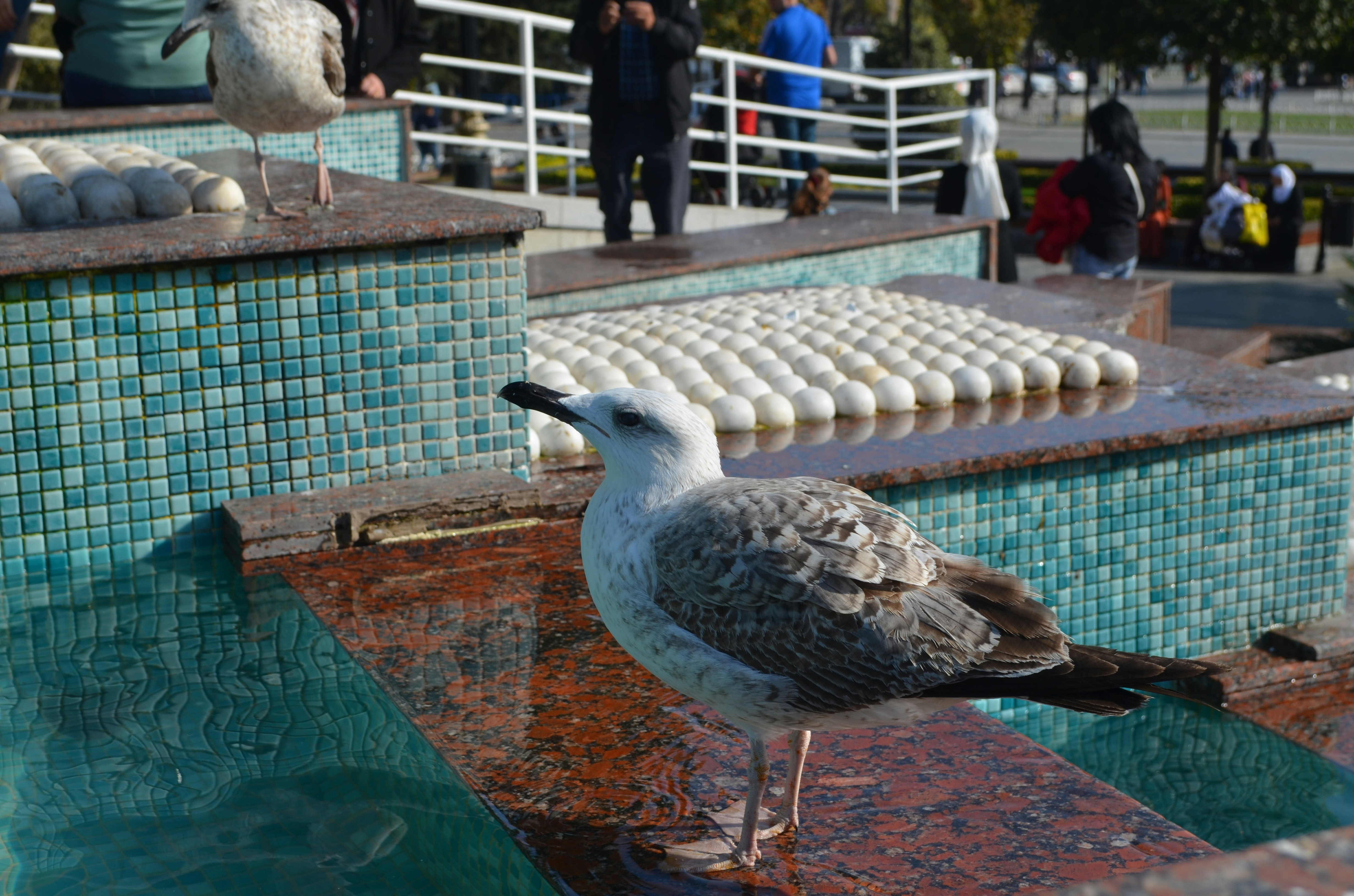Lone Seagull Perches on a Turquoise Mosaic Fountain in a City Park