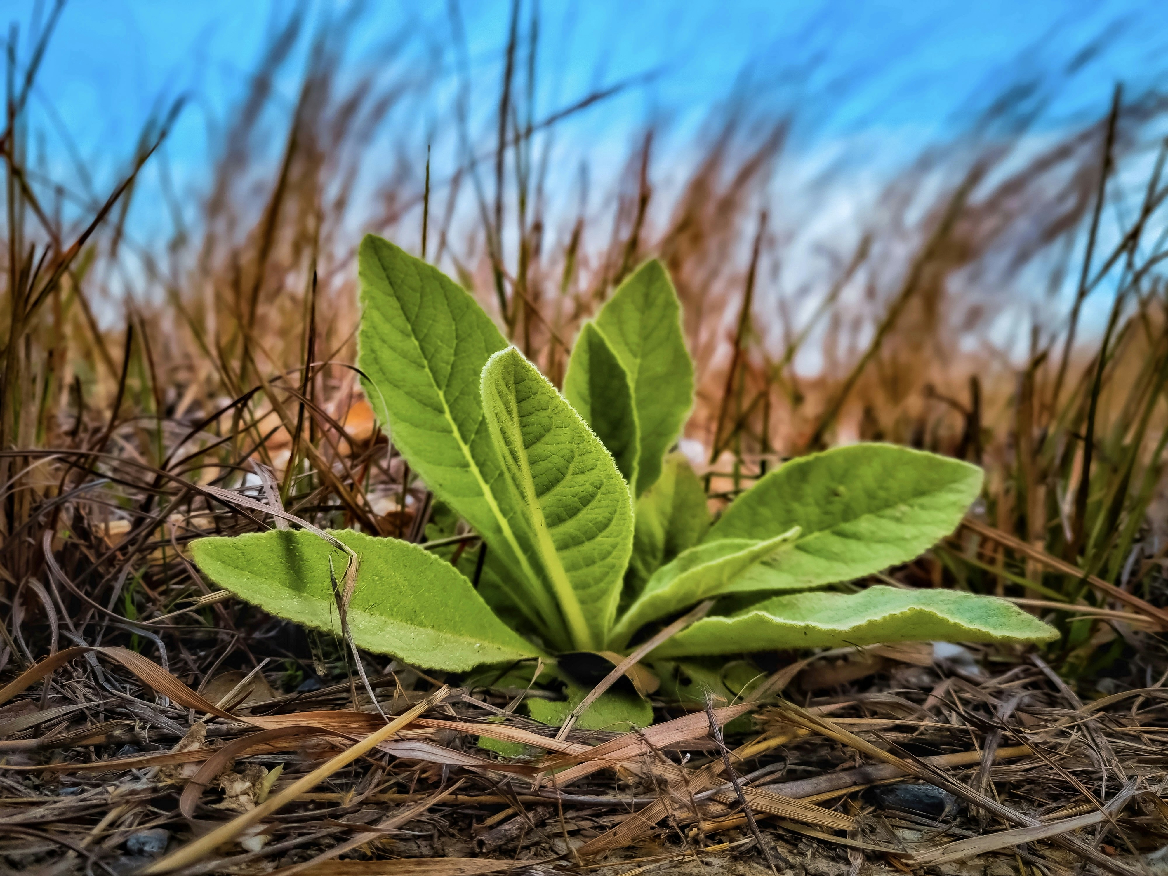 Emerald Sprout Rising Through a Needle Bed Under a Cerulean Sky
