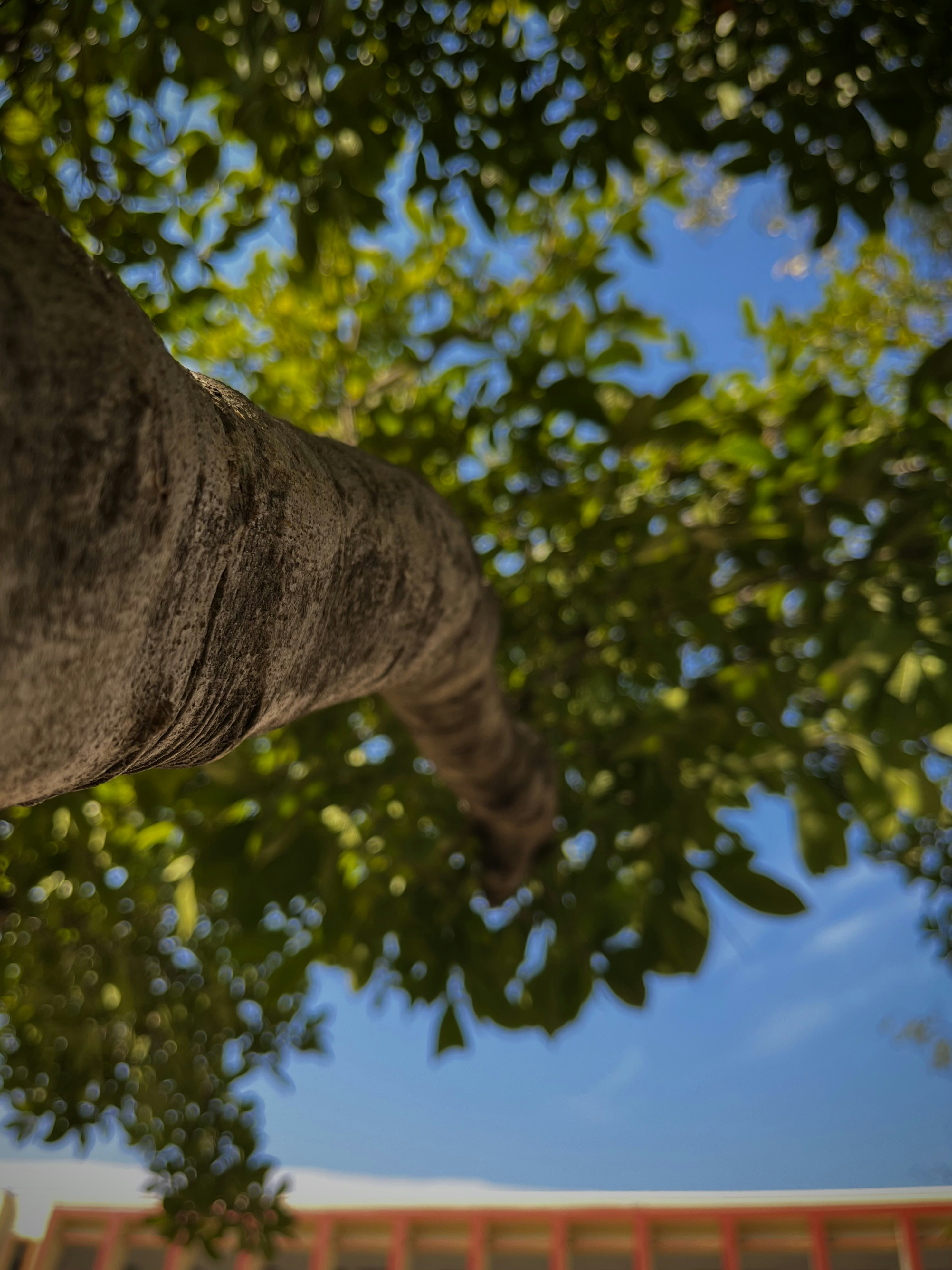 Upward Gaze: Tree Trunk Reaching toward a Clear Sky