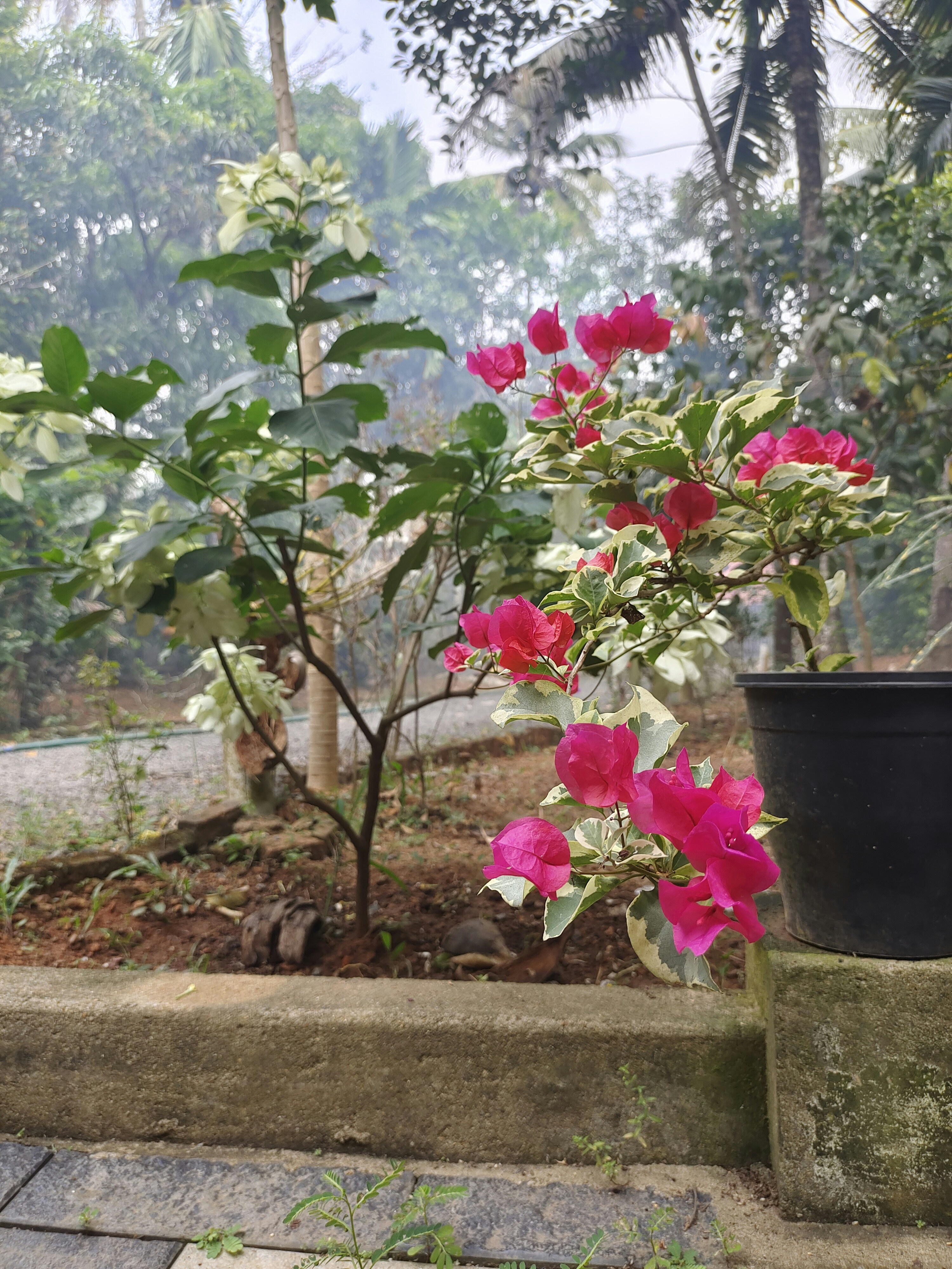 Bougainvillea flowers in vibrant pink bloom next to a green shrub in a serene garden setting. The scene captures the tranquility of nature.