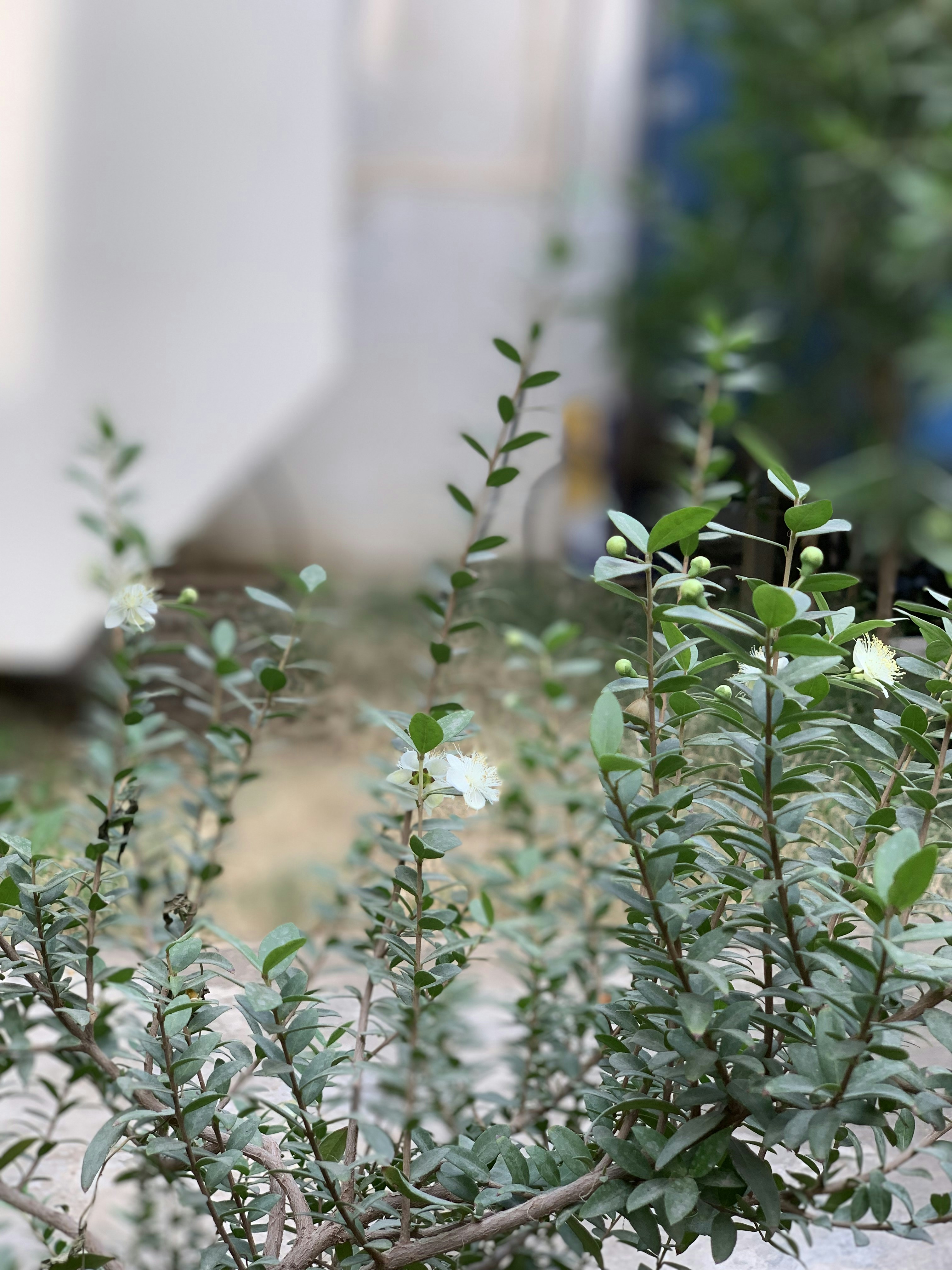 Tender Sprigs in Soft Focus Utopia