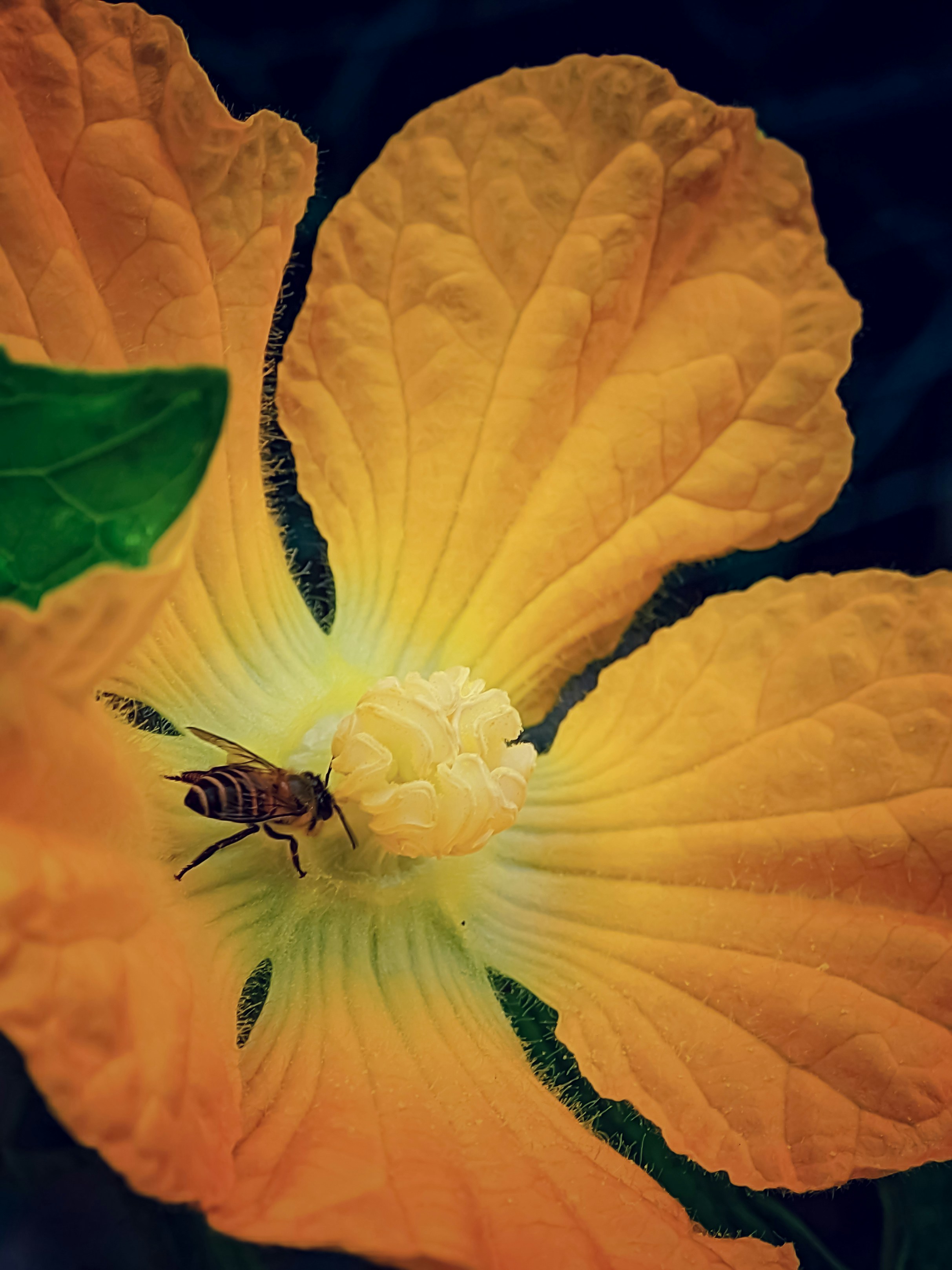 Close-up of a honeybee on a vibrant orange blossom, highlighting delicate petal texture and soft backlit tones.