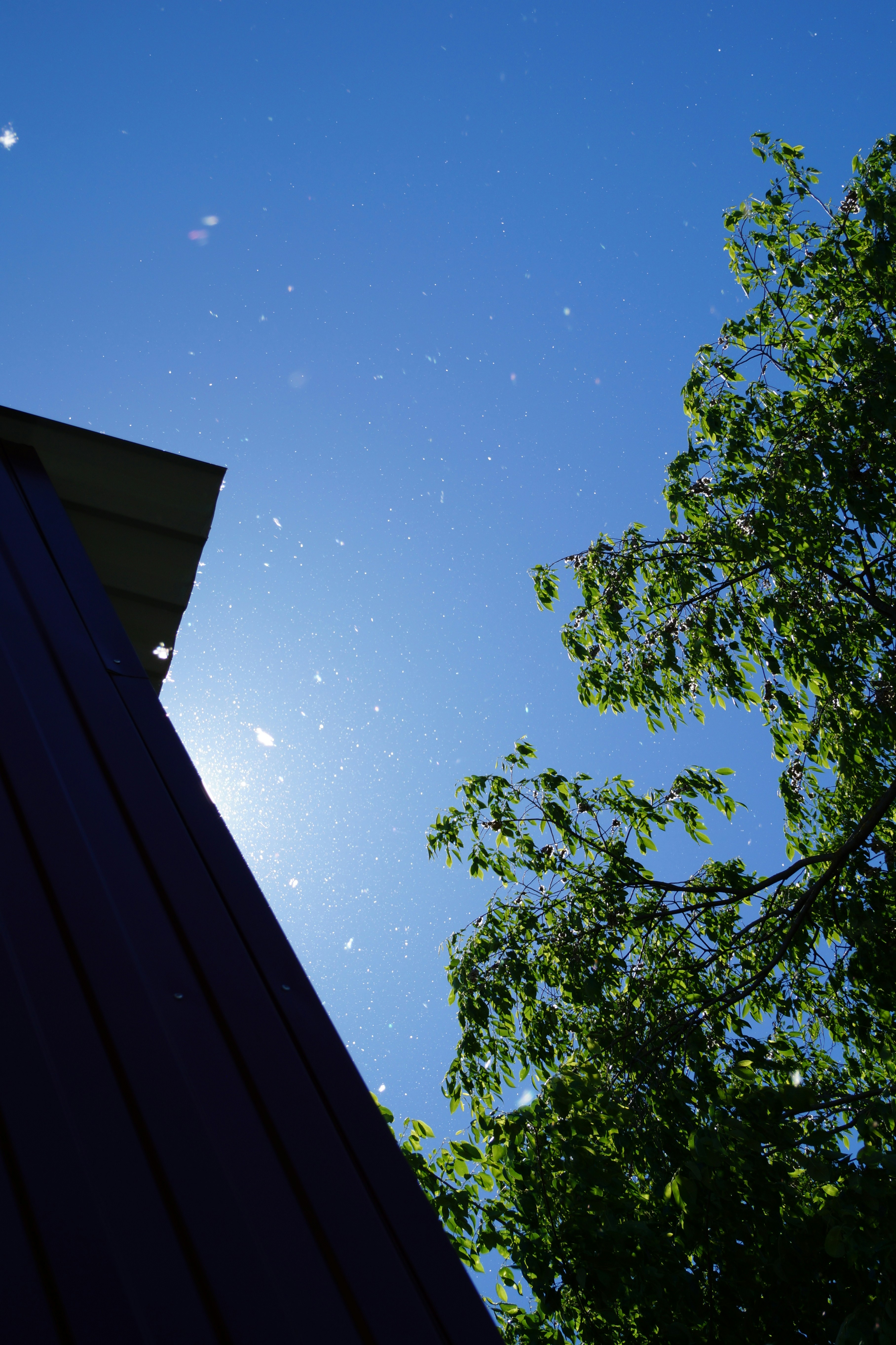 Sunlight filtering through foliage, illuminating specks of dust in a clear blue sky with a building edge in view.