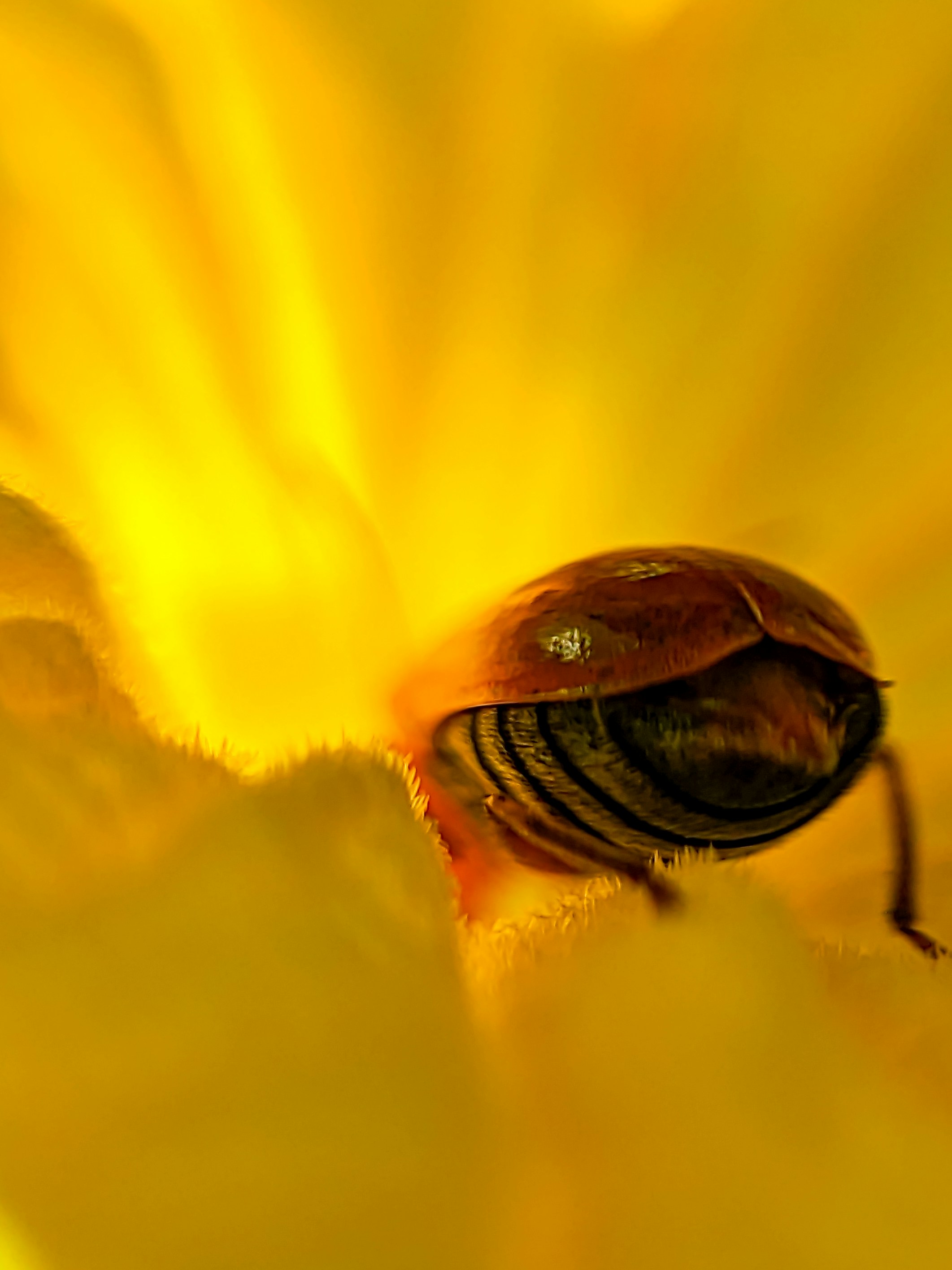Macro photograph of a bee on yellow petals, focusing on the amber compound eye and soft hairs. The warm, sunlit scene highlights texture and depth in the macro detail.