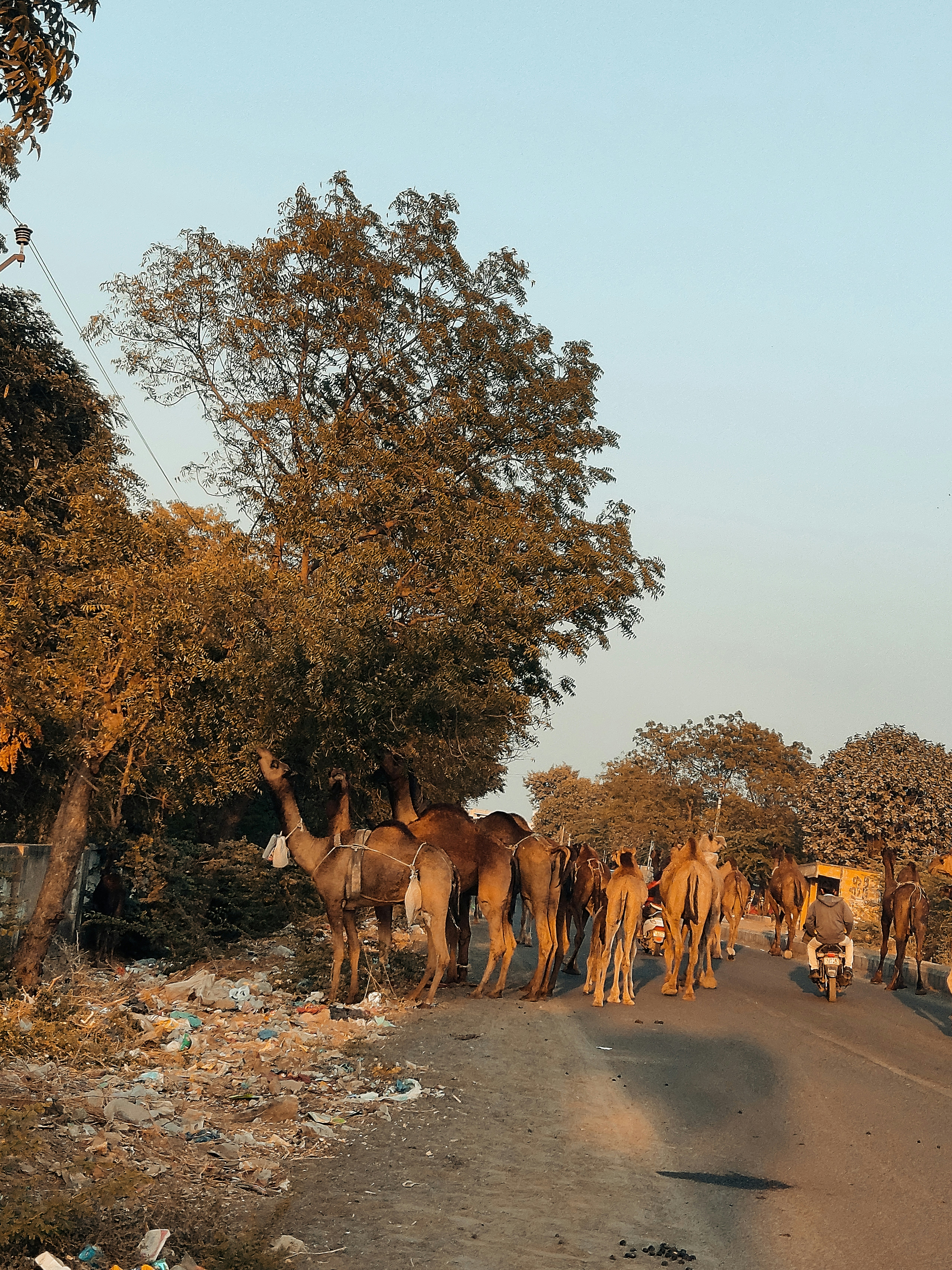 Photograph of a caravan of camels and riders on a dusty rural road, lined with trees under a pale sky.
