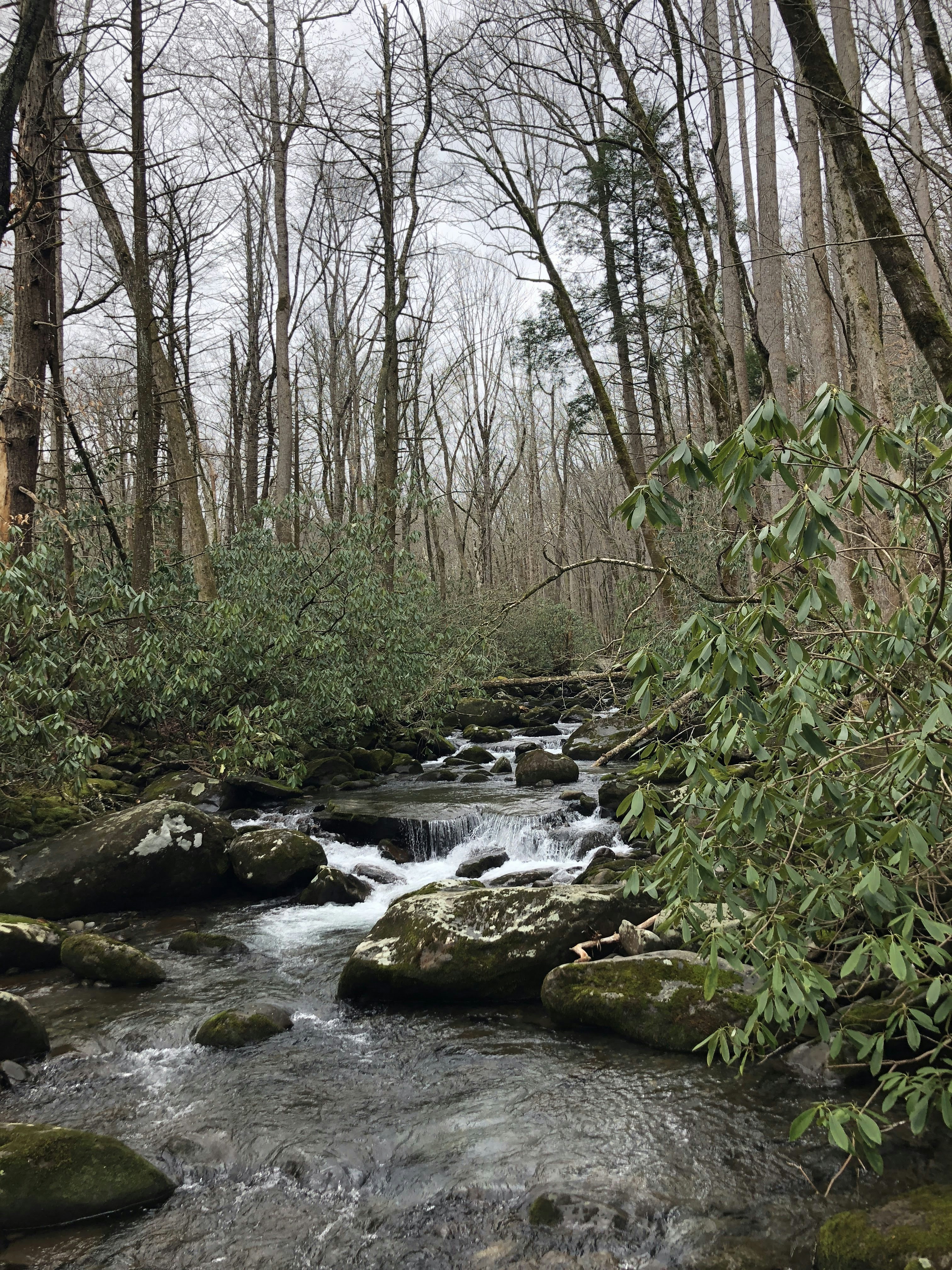 Mossy Stones and a Quiet River Winding Through a Leafless Forest