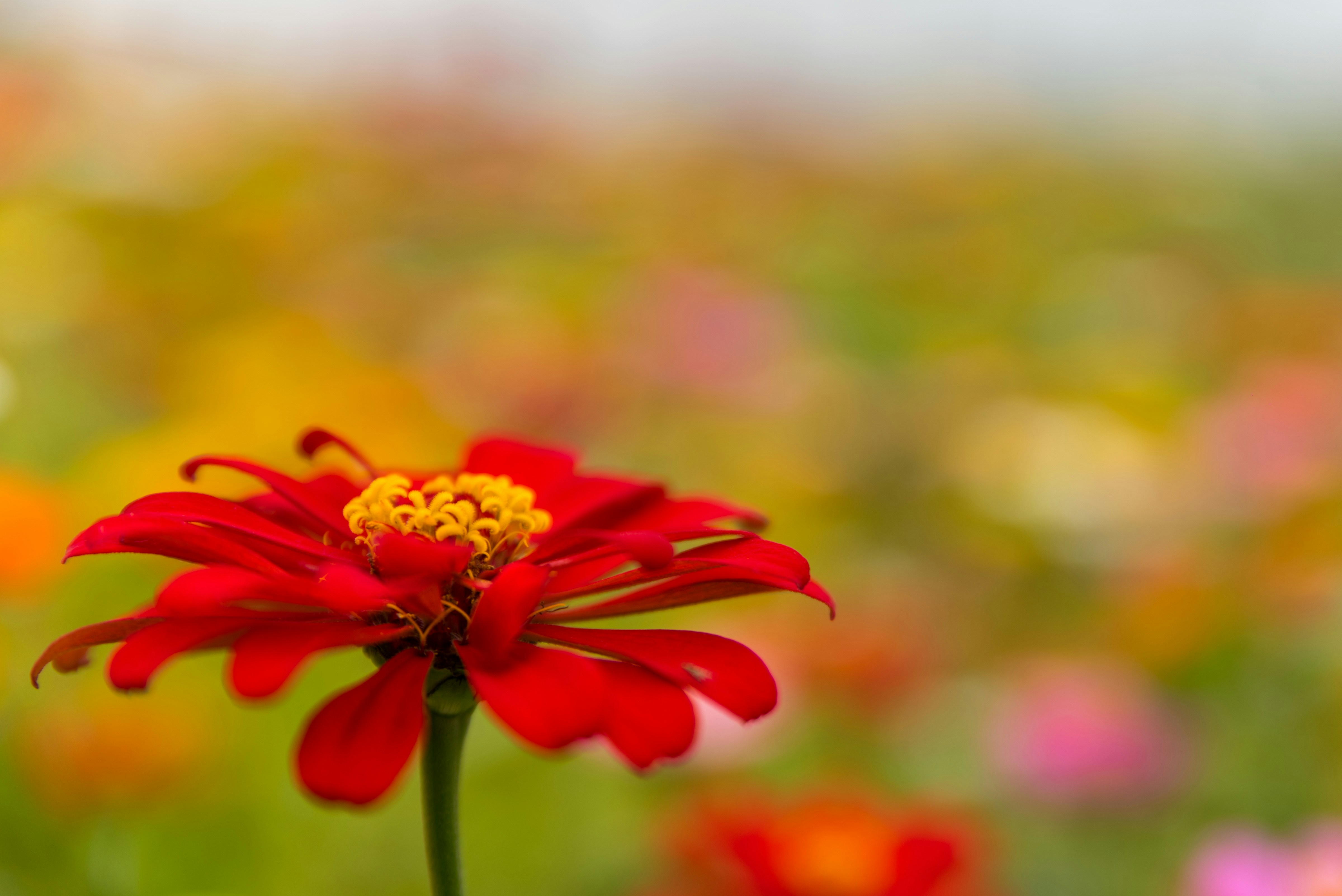 Une fleur rouge et jaune dans un champ de fleurs photo – Photo Fleur ...