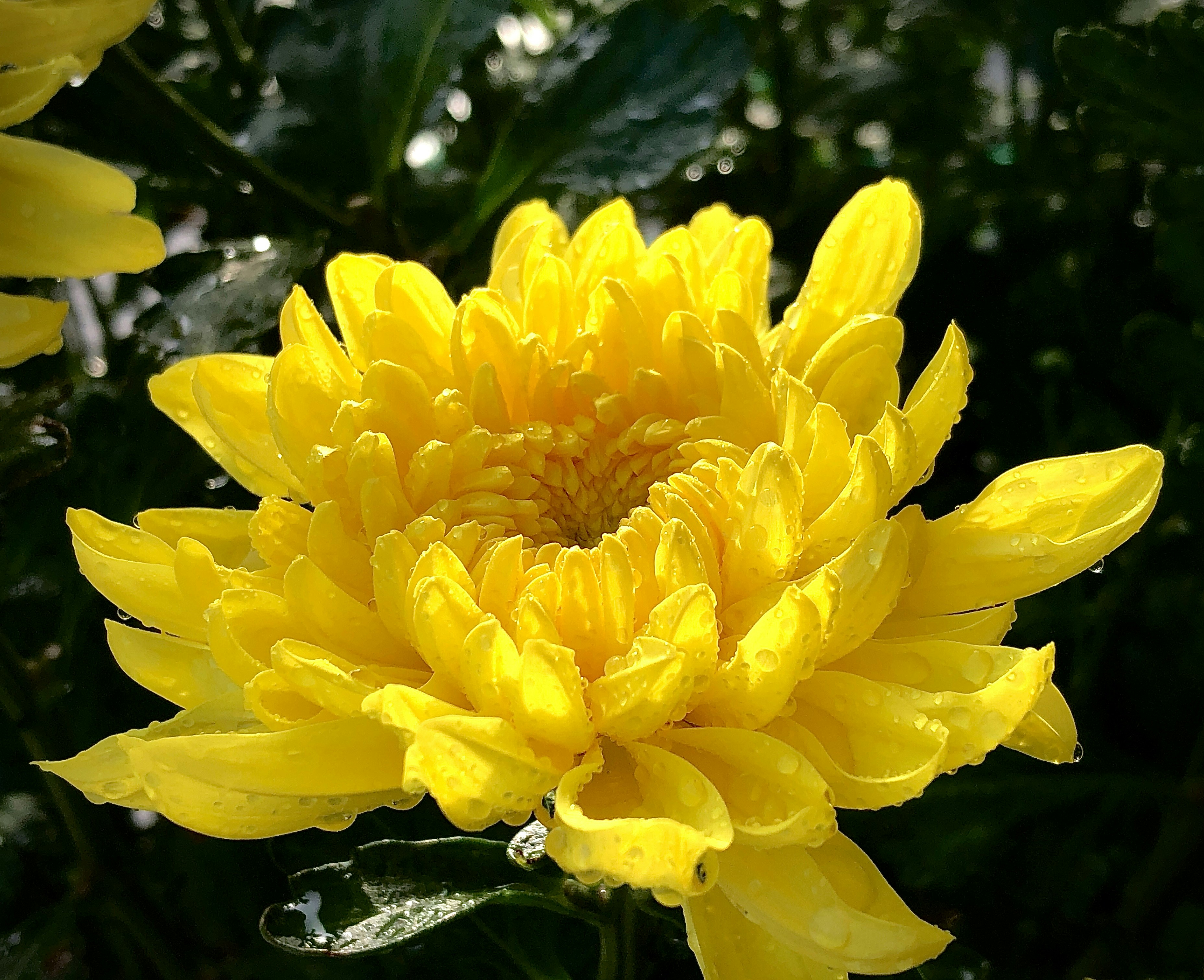 Golden Bloom Amidst Shadow