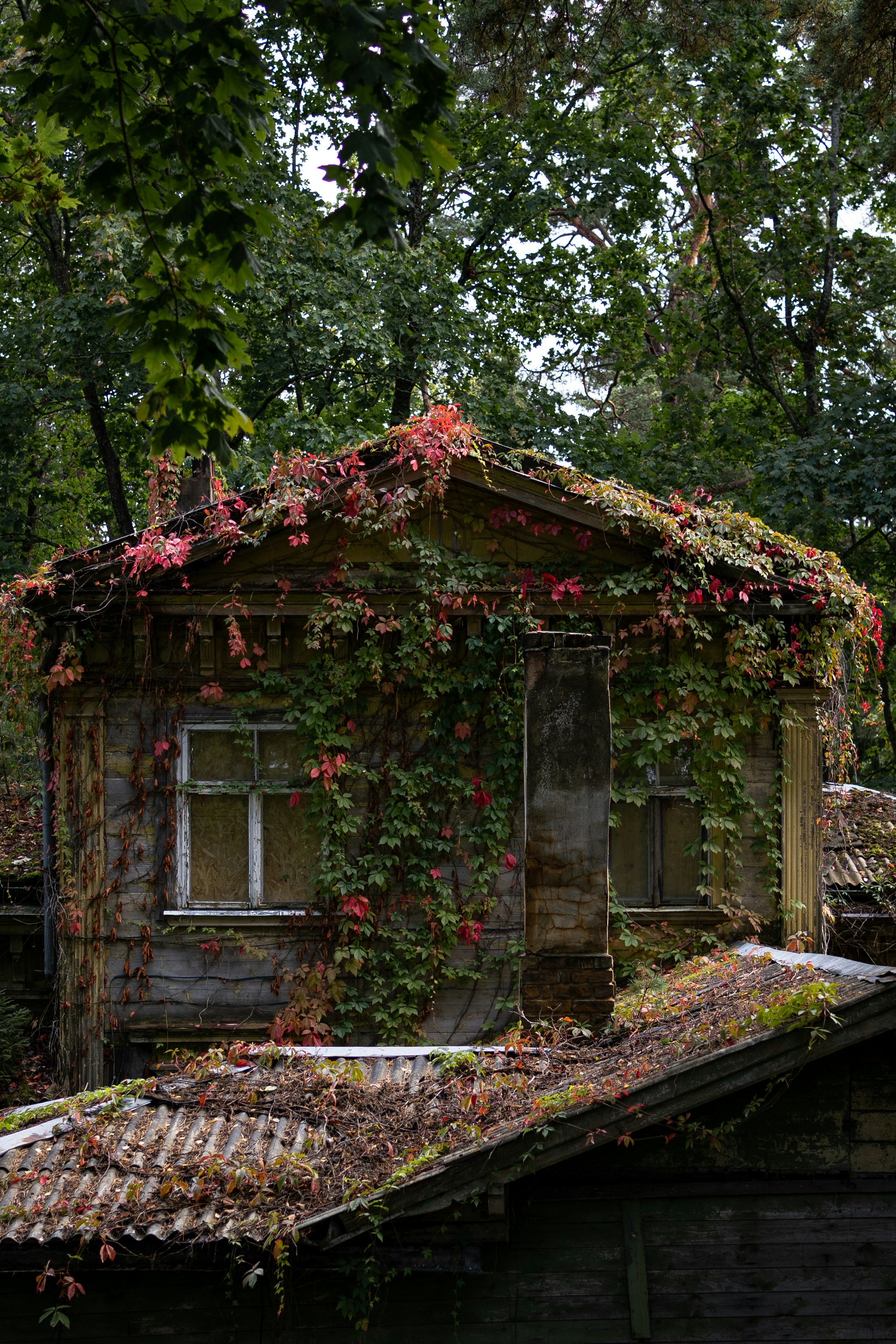 Photo of an abandoned wooden house covered in plants and flowers.