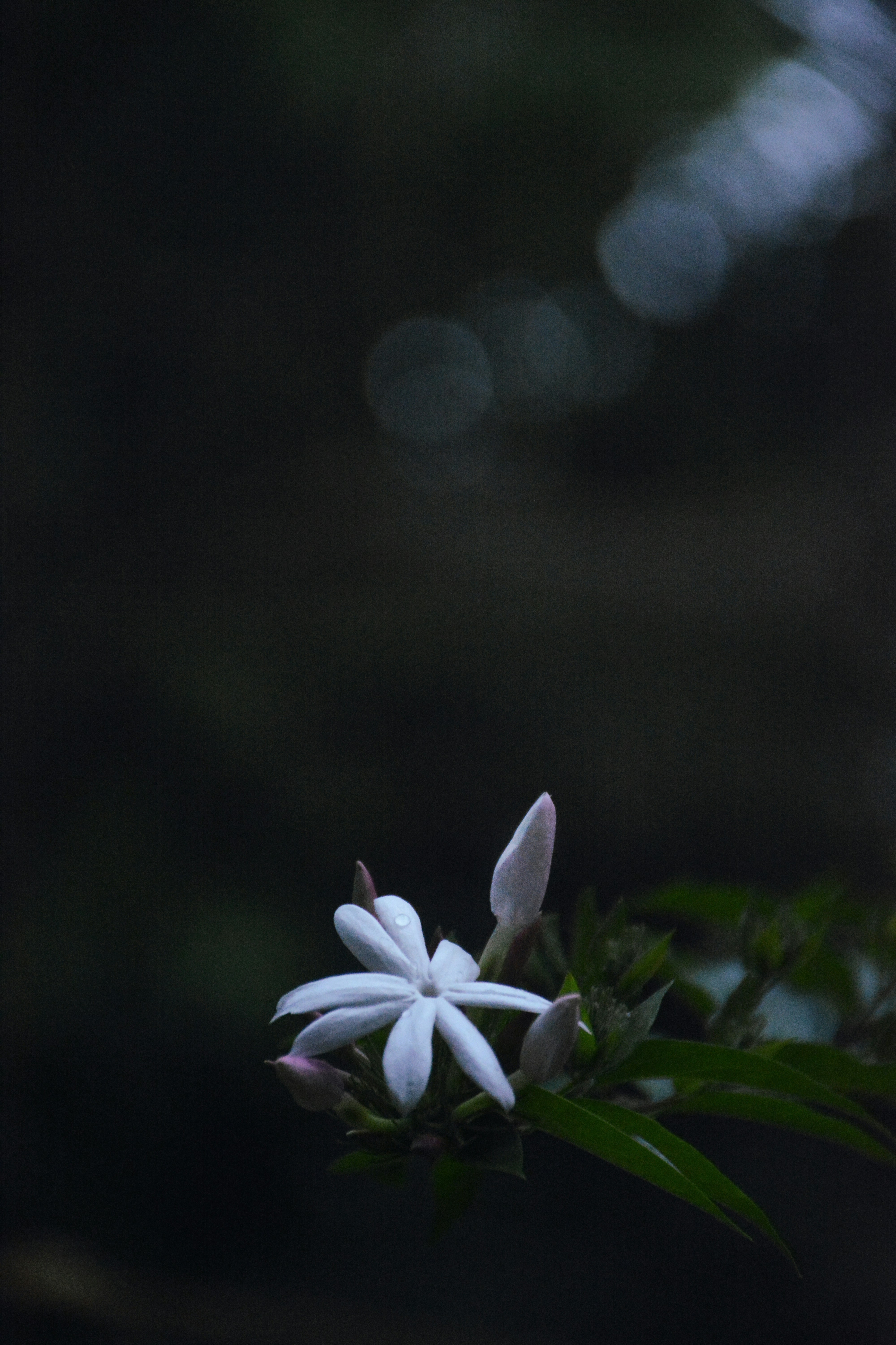 Photo by Malsha Ranaweera with Nikon D7100