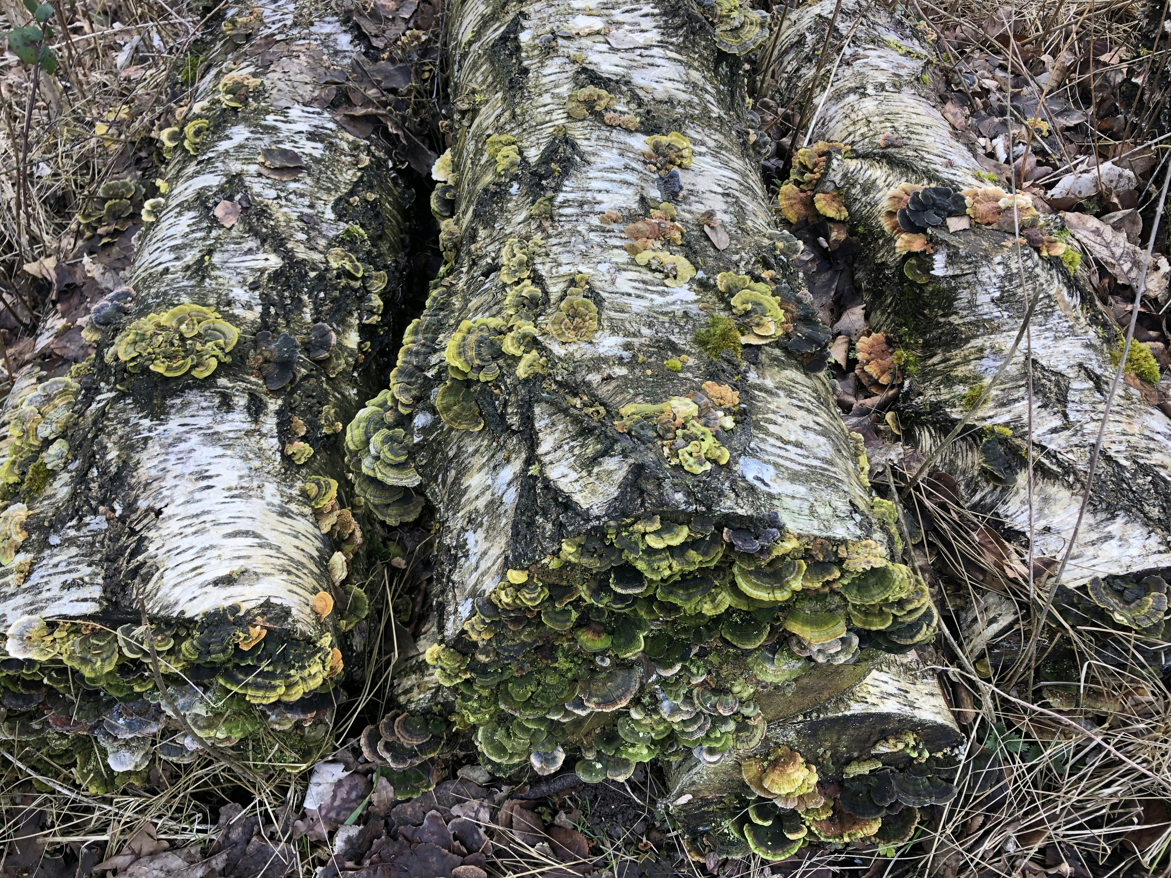 Birch Logs Dusted with Green Shelf Fungi: A Close-Up of Nature's Texture