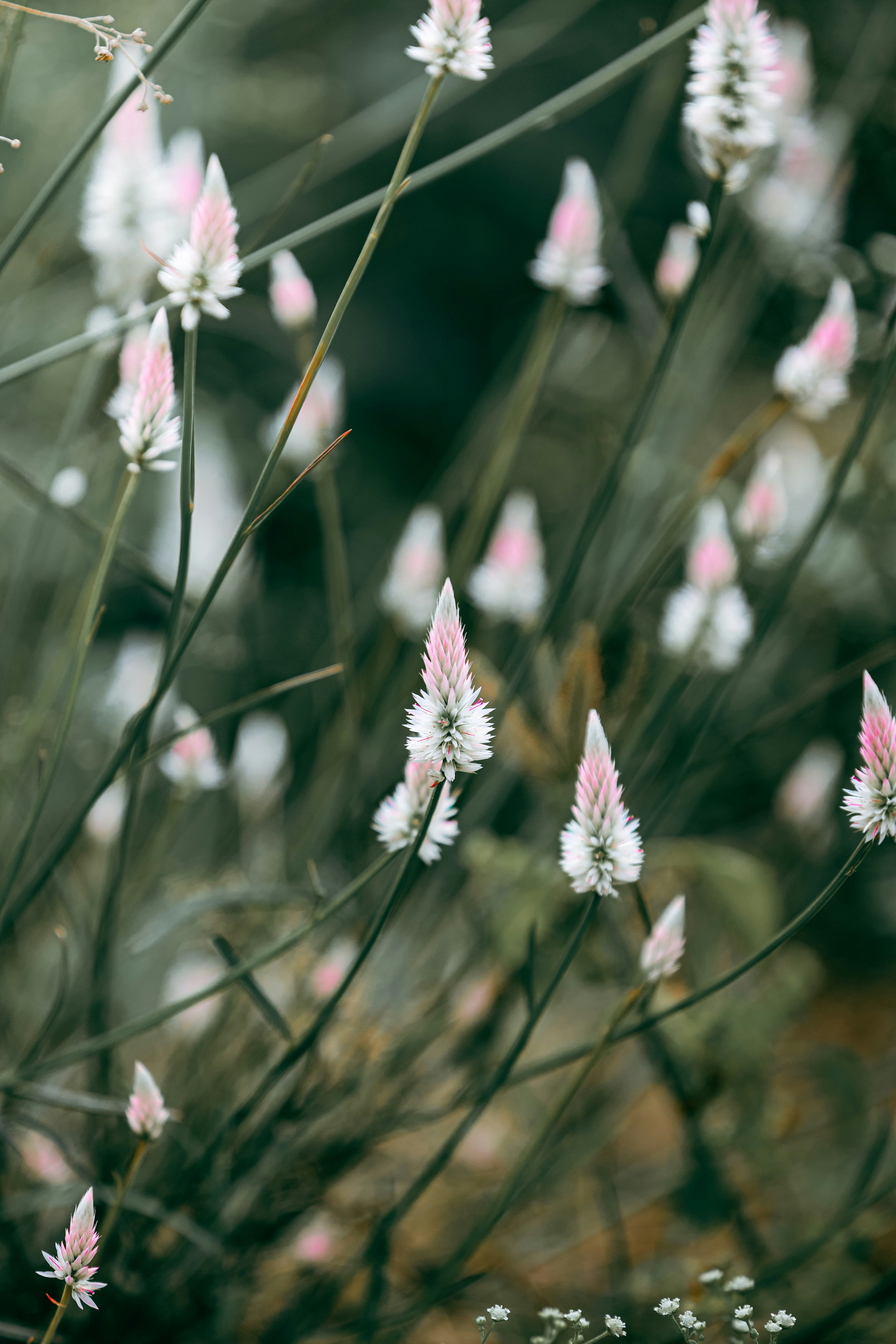 240x320 Flower Wallpaper
