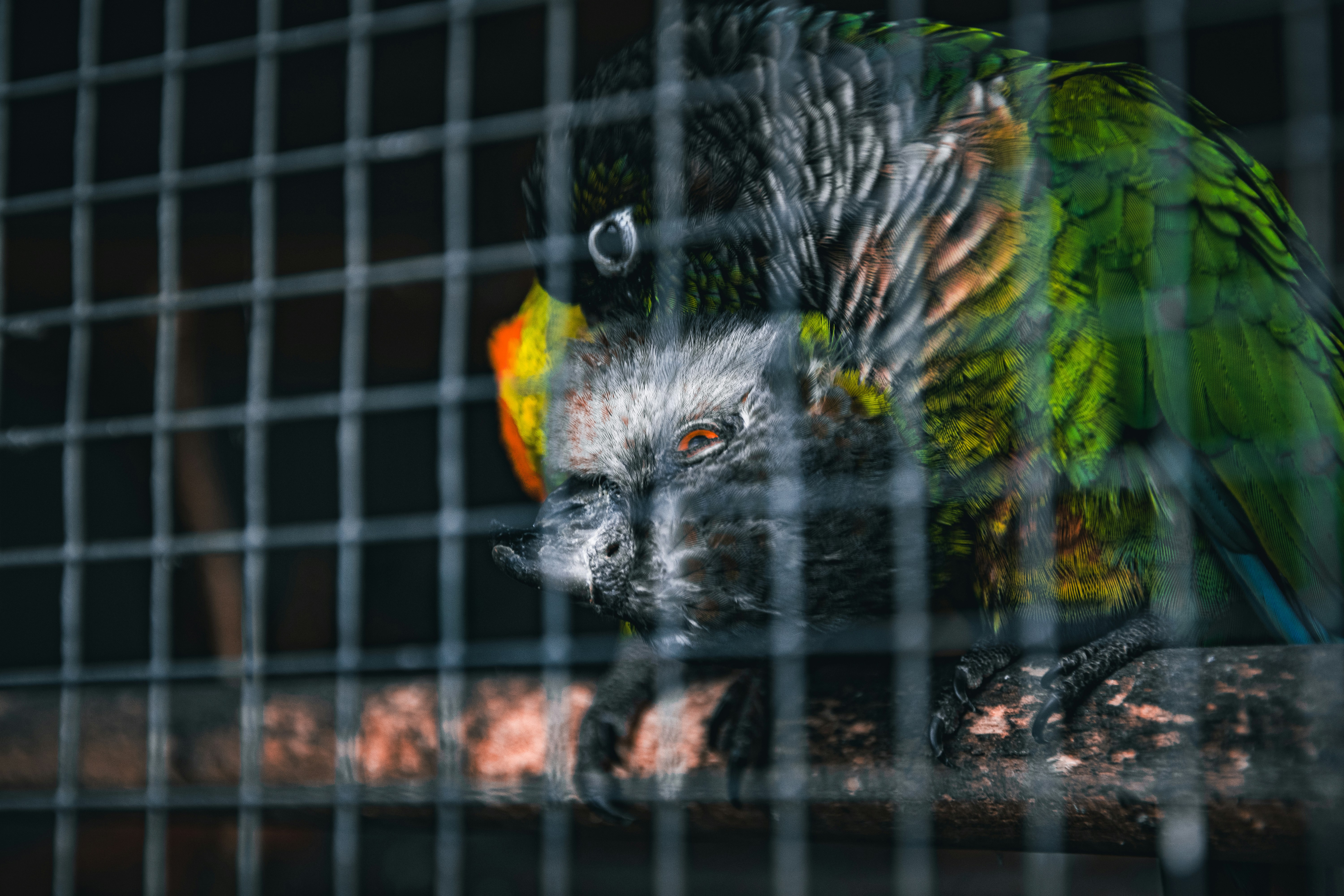 Emerald Gaze Behind the Grids: Macaw at Close Range