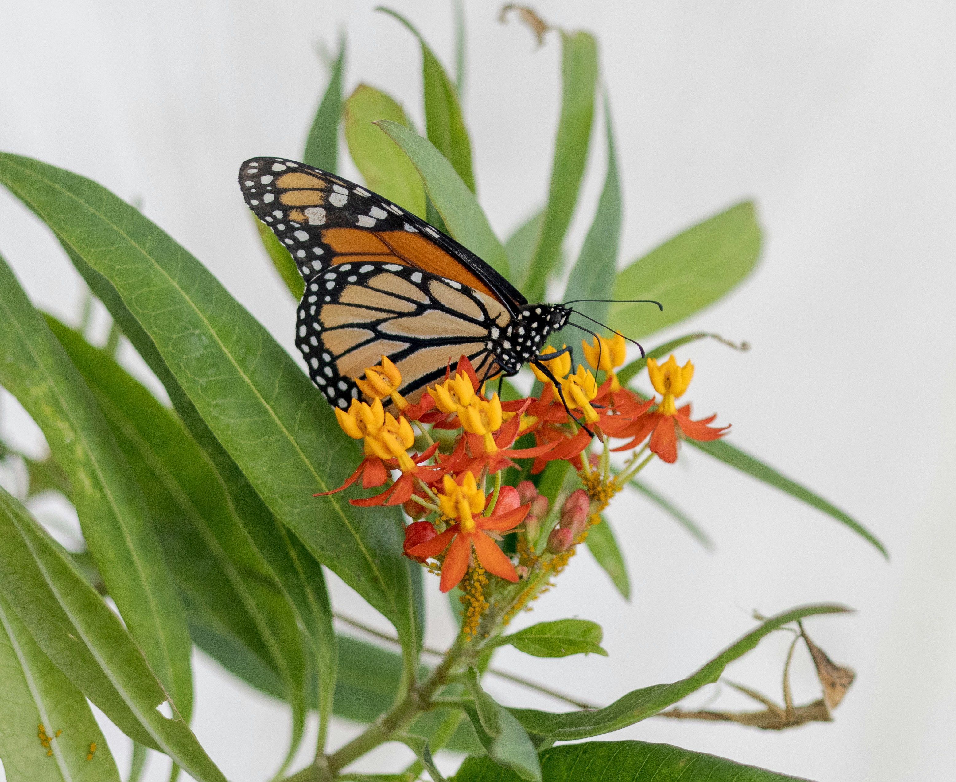 Monarch butterfly perched delicately on vibrant orange flowers amidst lush green leaves.