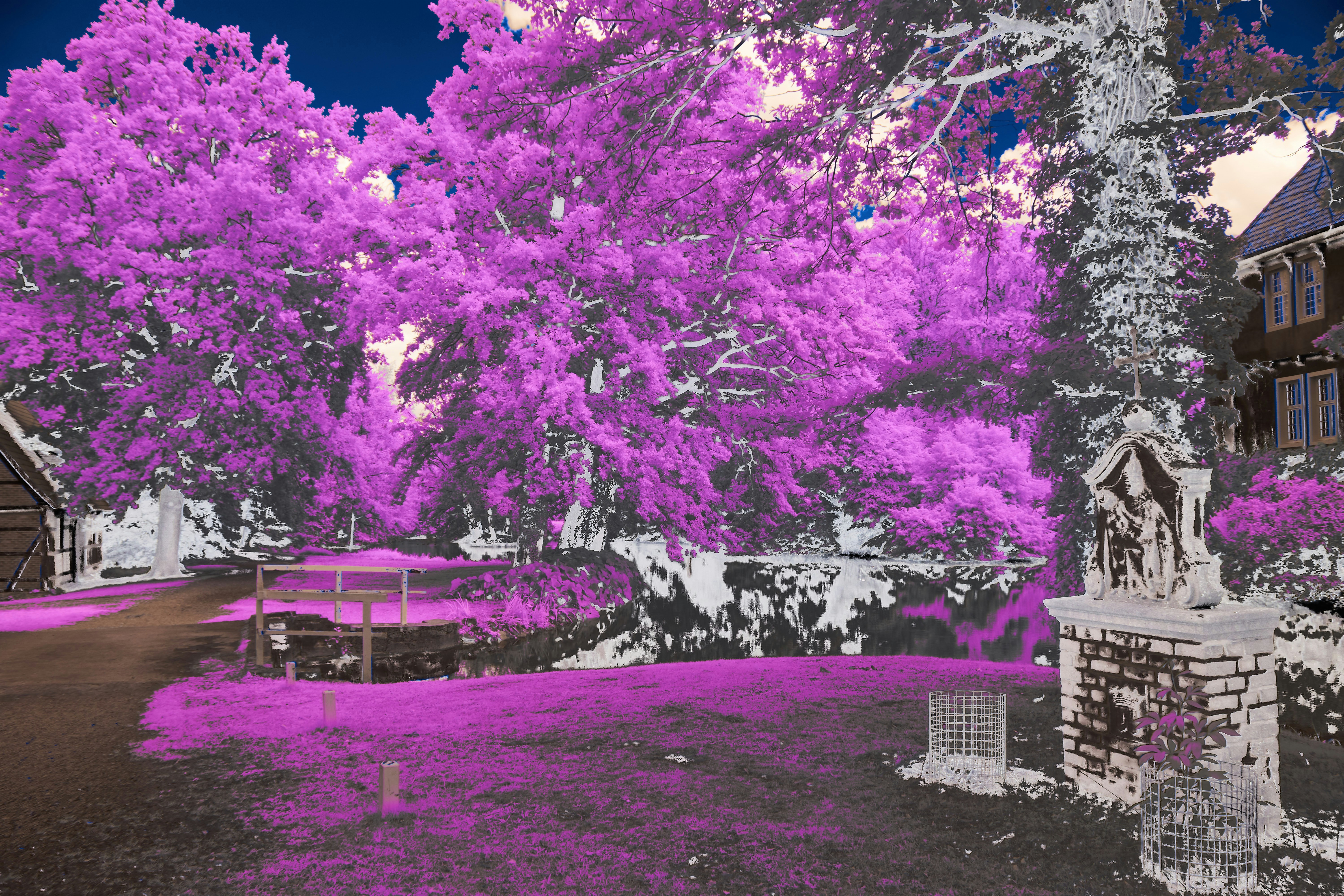 Une image infrarouge d’un parc avec un banc et des arbres photo – Photo ...