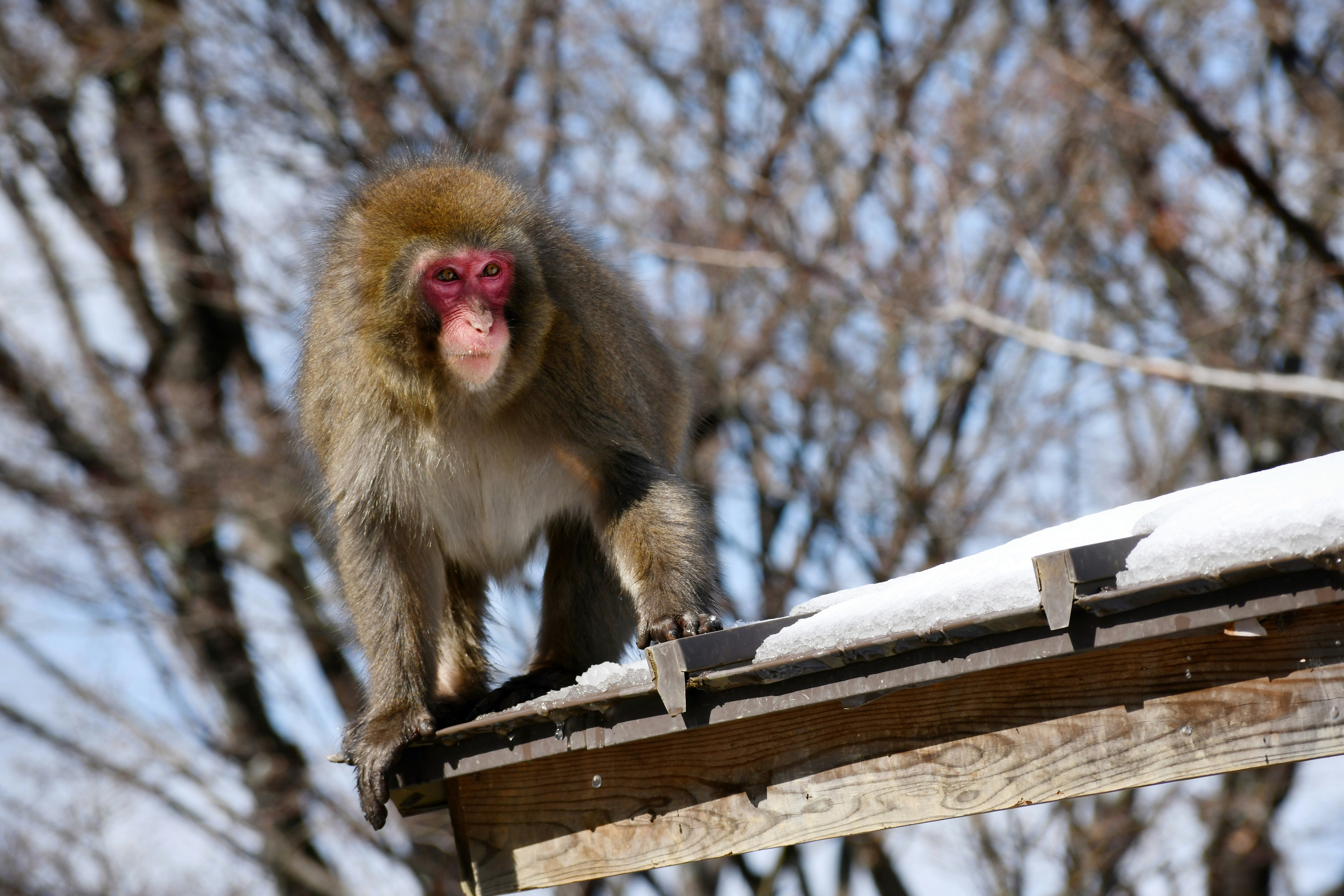 A snow monkey on the roof