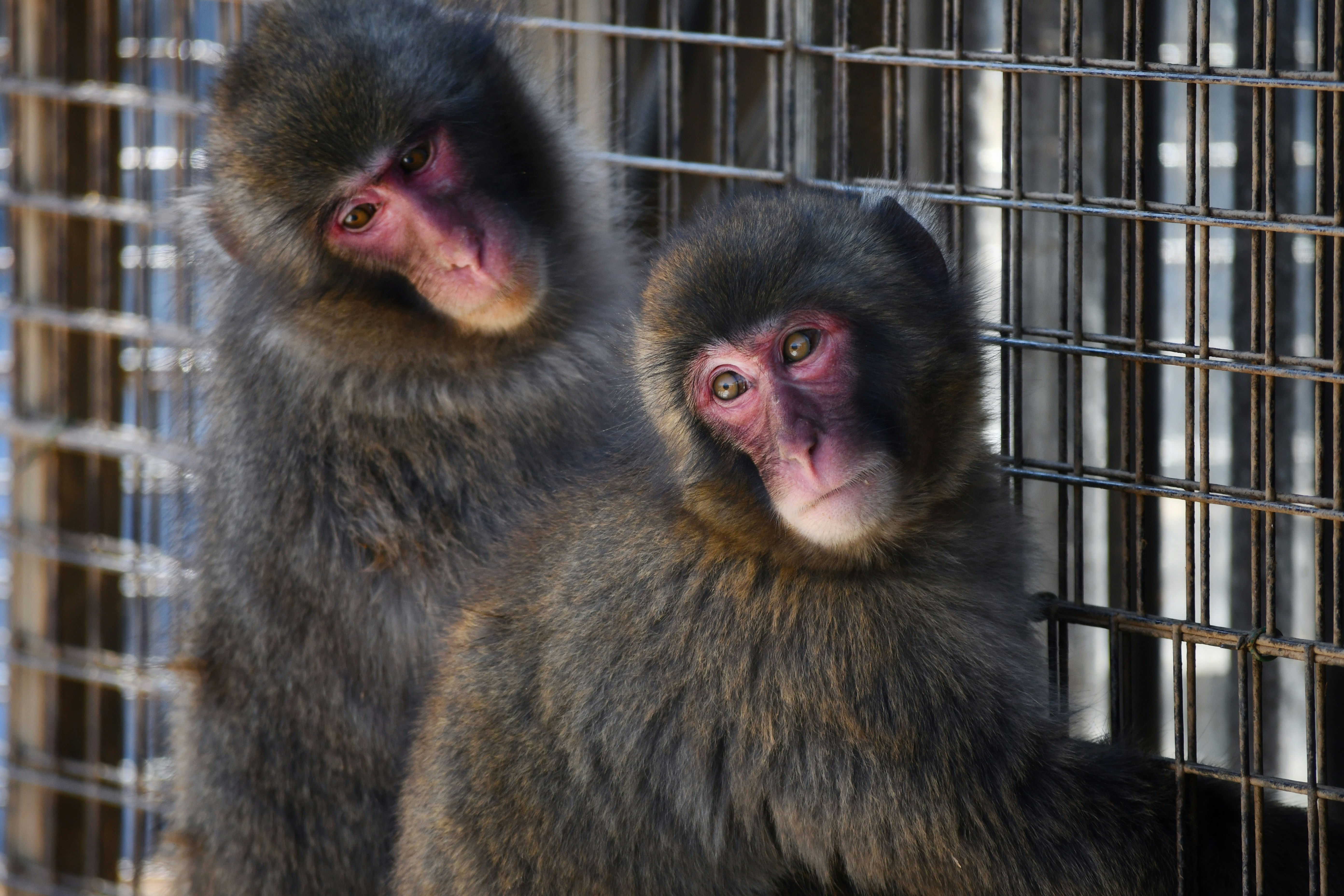 A couple of monkeys standing next to each other photo – Free Monkey ...