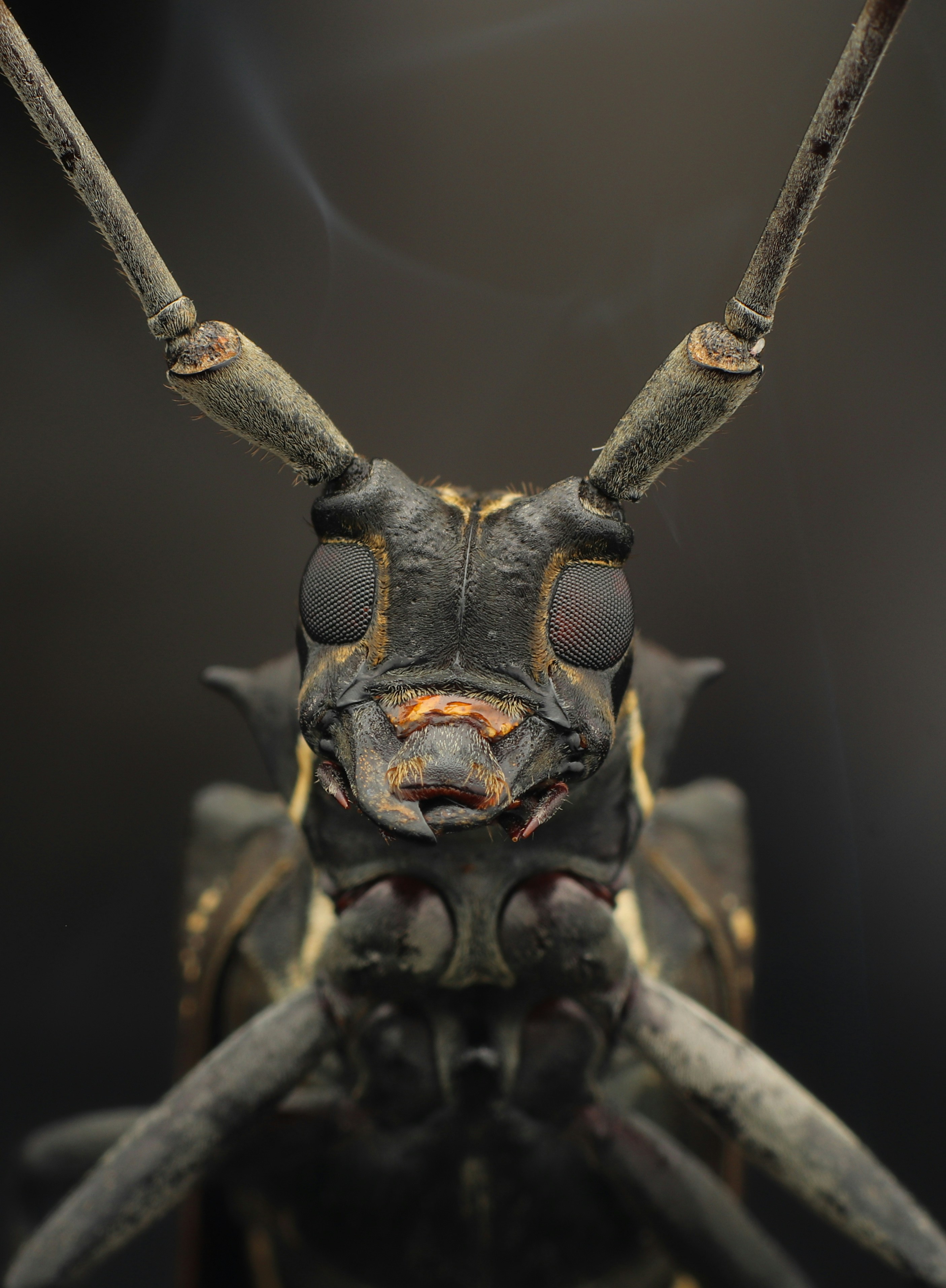 Close-up of a woodboring beetle showcasing detailed facial features and antennae against a dark background.