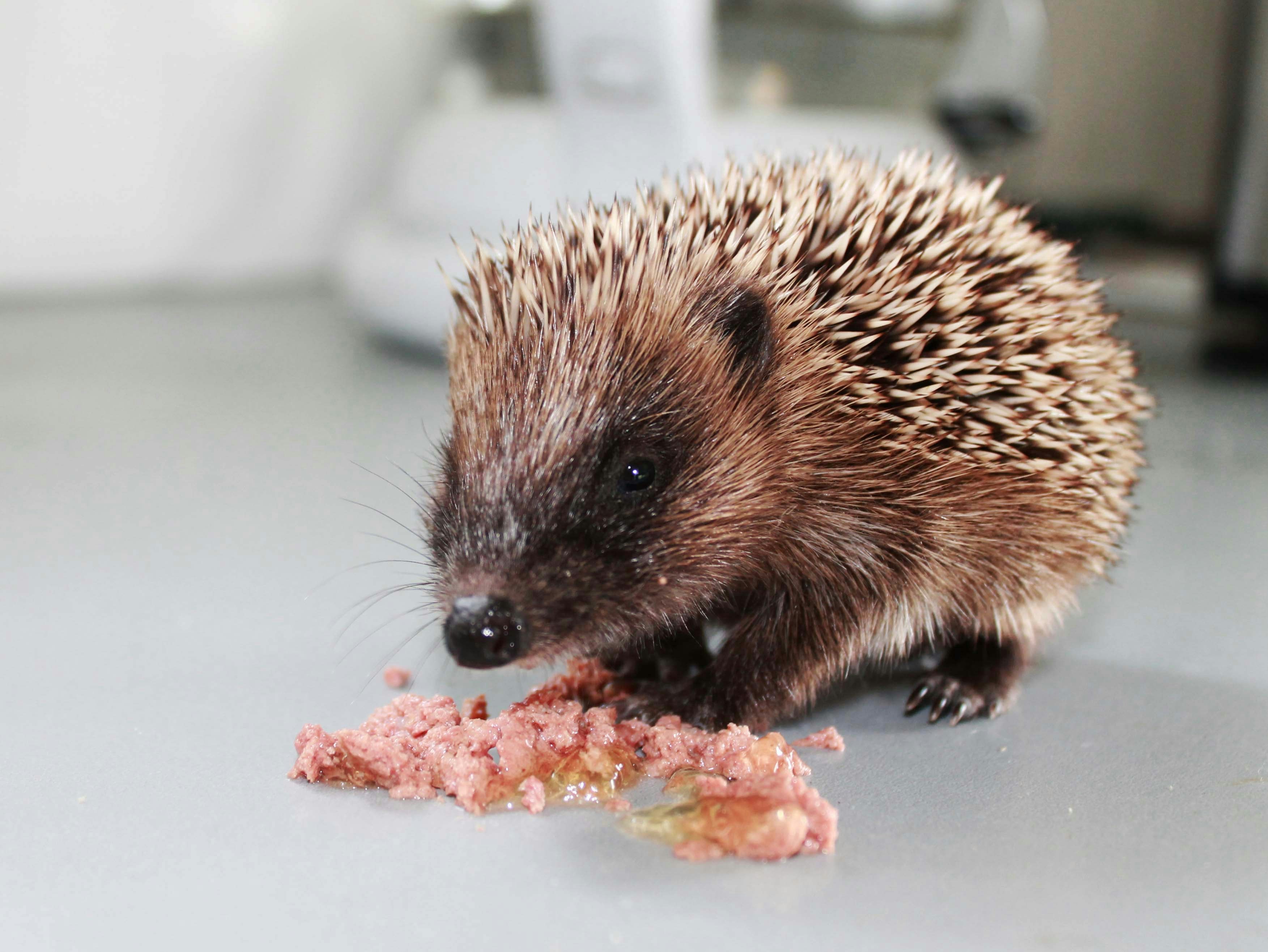 A hedgehog eating a piece of food on a table photo – Free Hedgehog ...