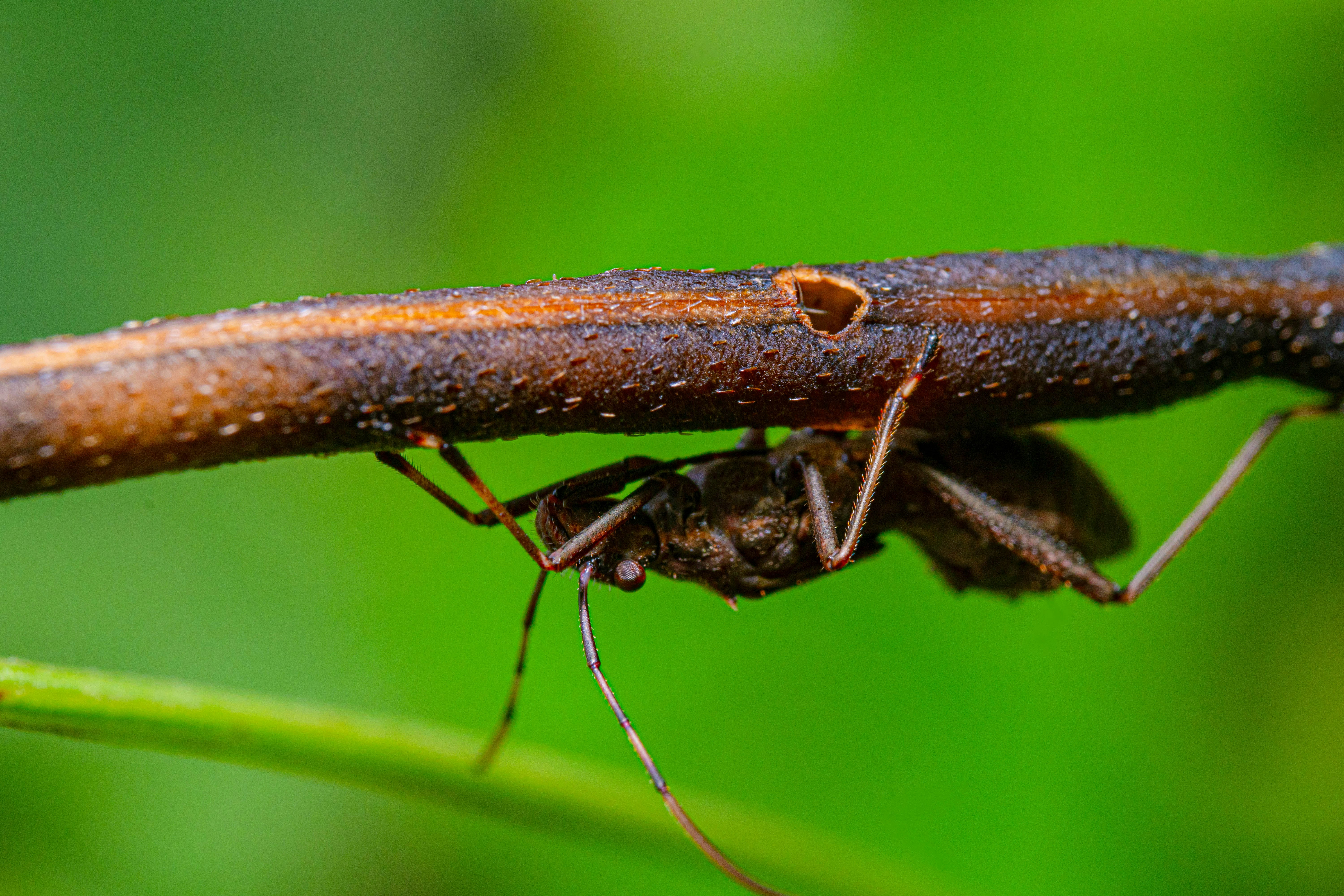 unidentified insect hanging on under the stem plant