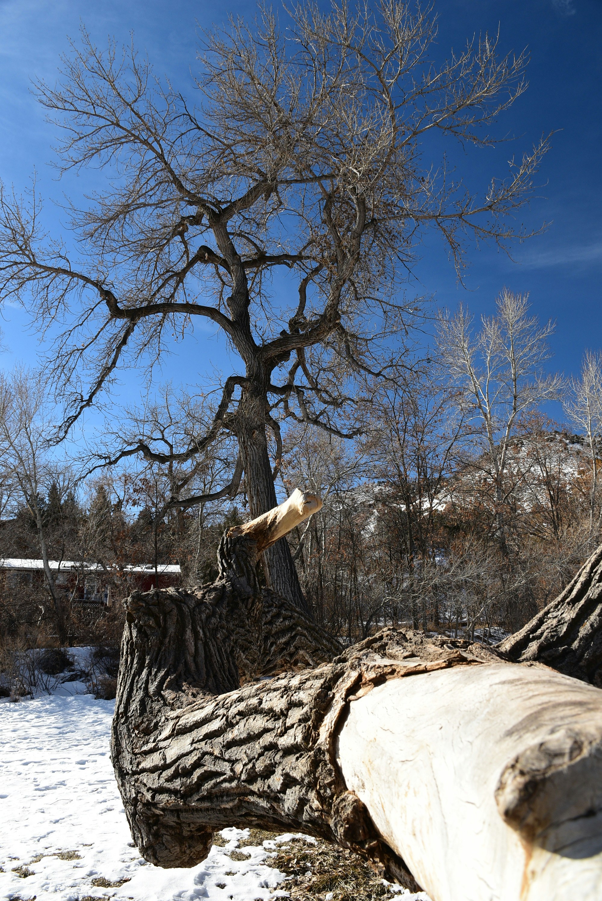 The Sentinel Stump: A Winter Giant Reaching Toward a Clear Blue Sky