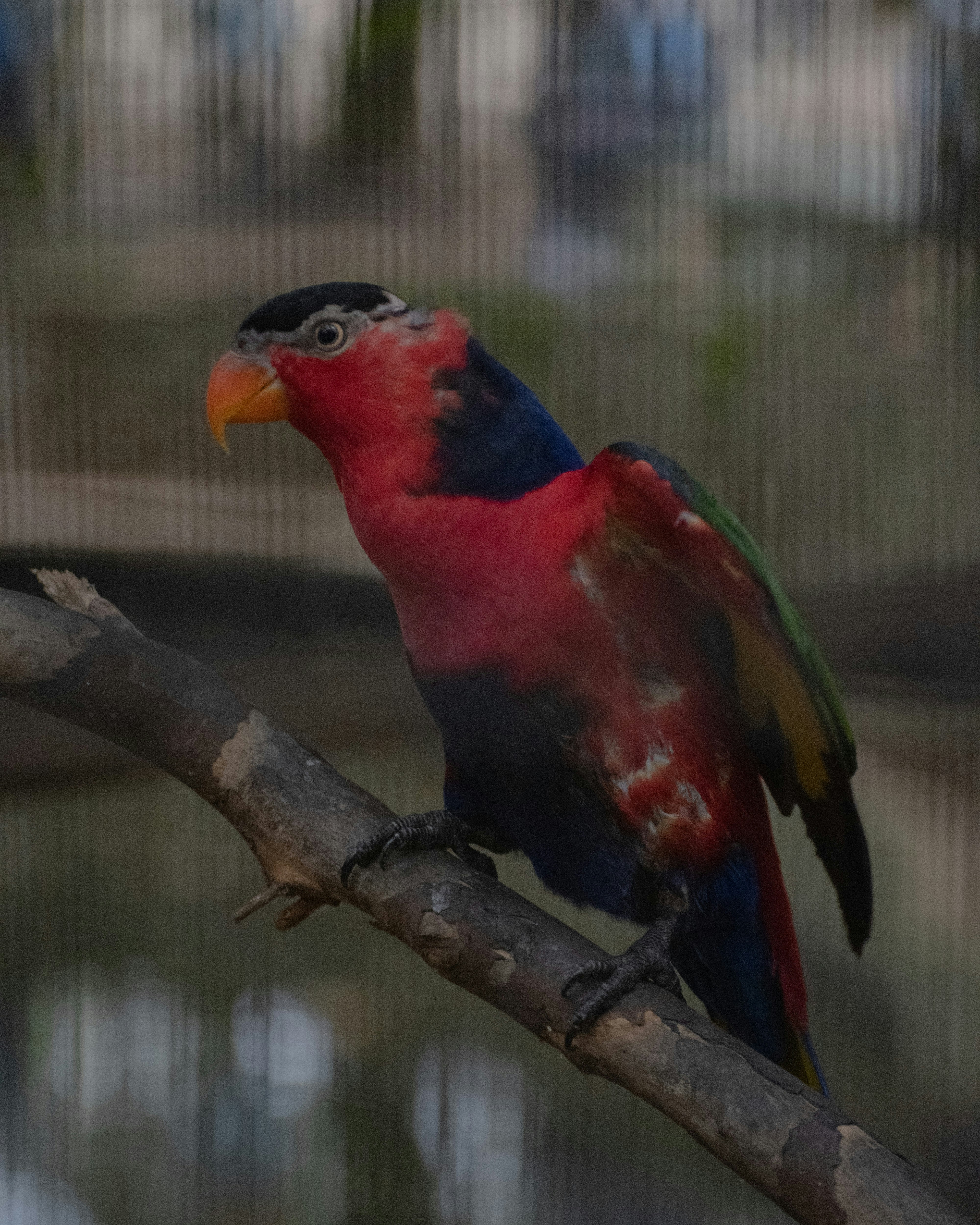 Crimson Parrot on a Branch Behind Quiet Bars