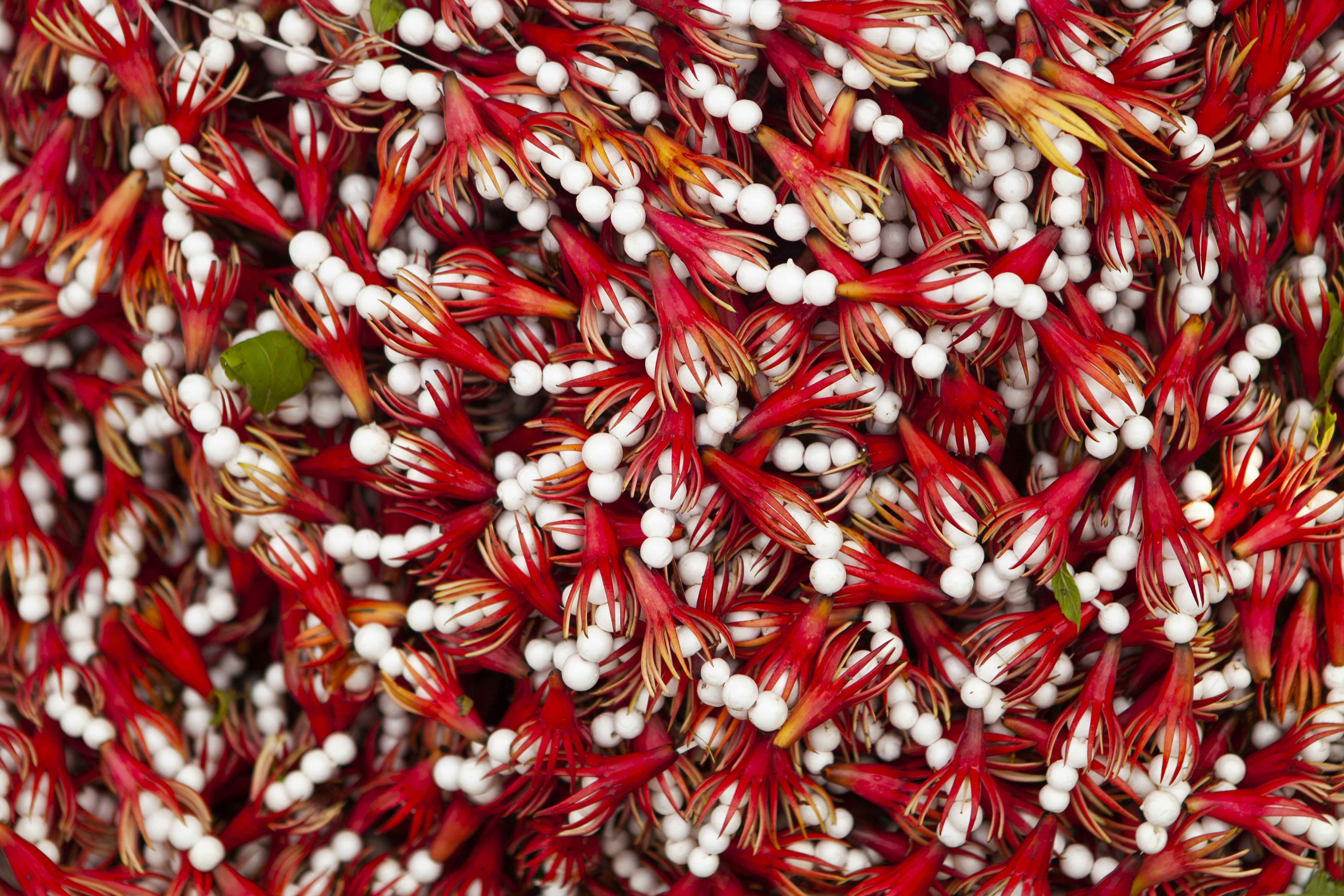Red Harvest: A Dense Field of Carmines and White Buds