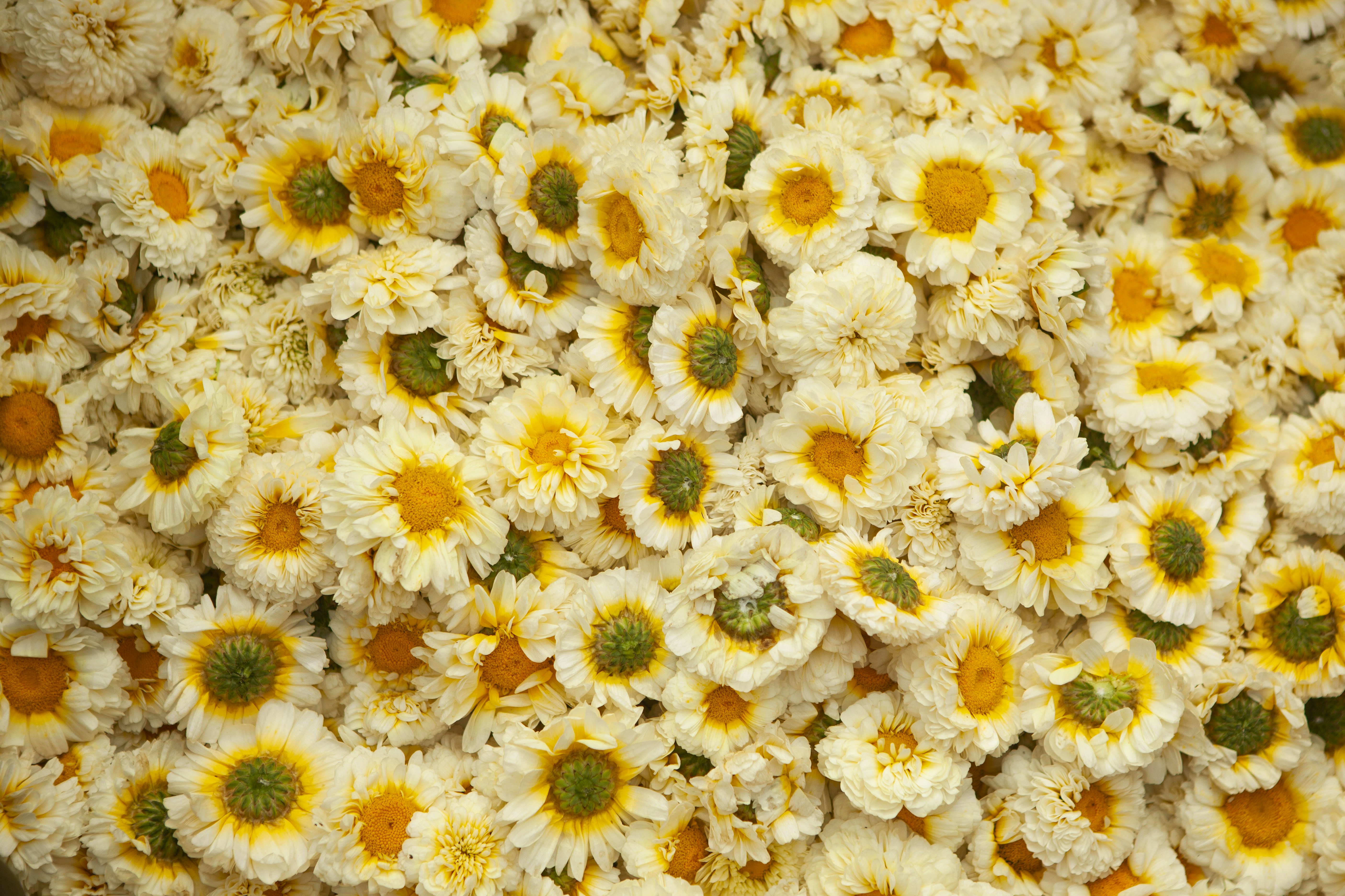 a bunch of white and yellow flowers in a bowl