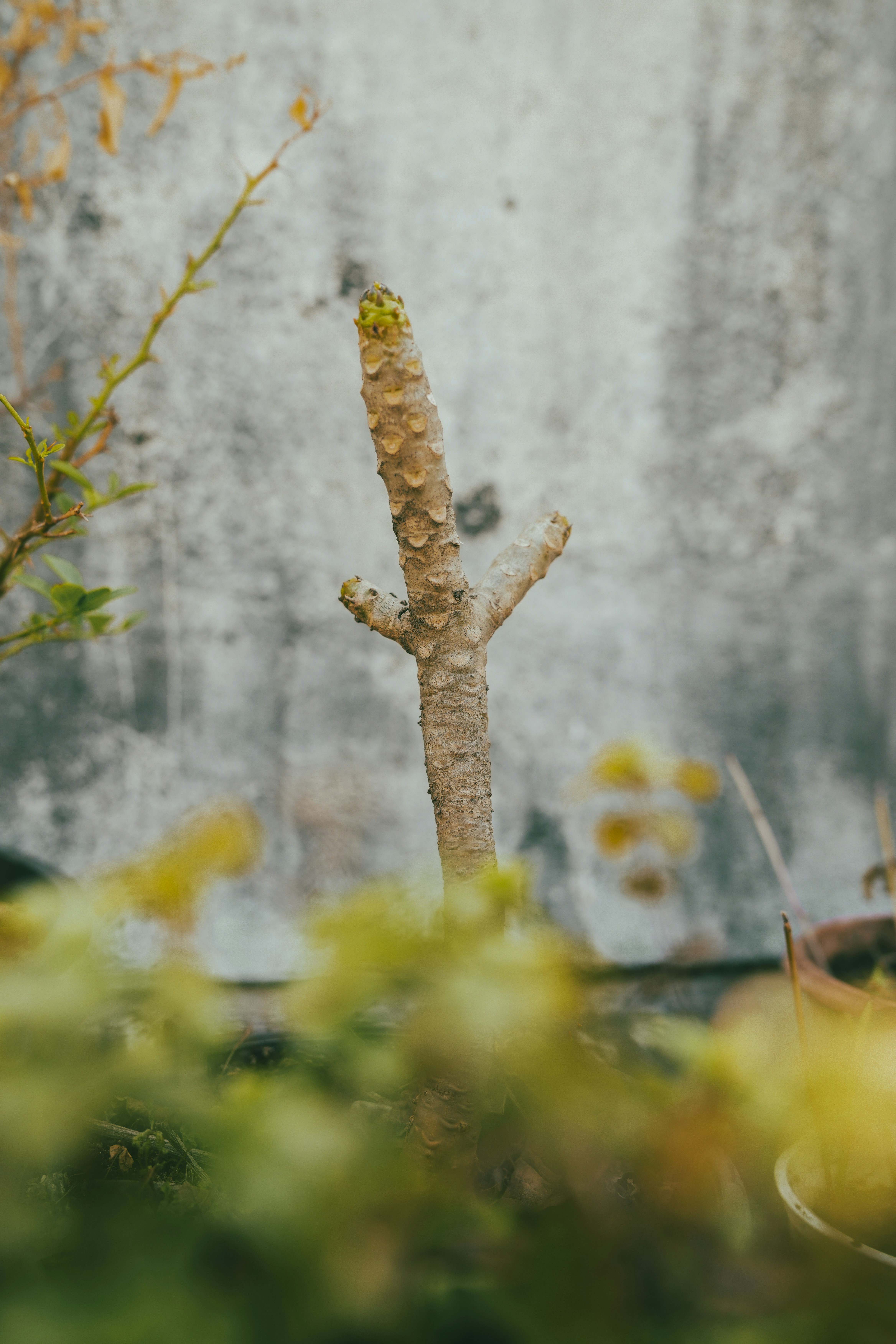 A solitary knobbly branch rises from a blurred foreground, with a textured wall providing a muted backdrop.