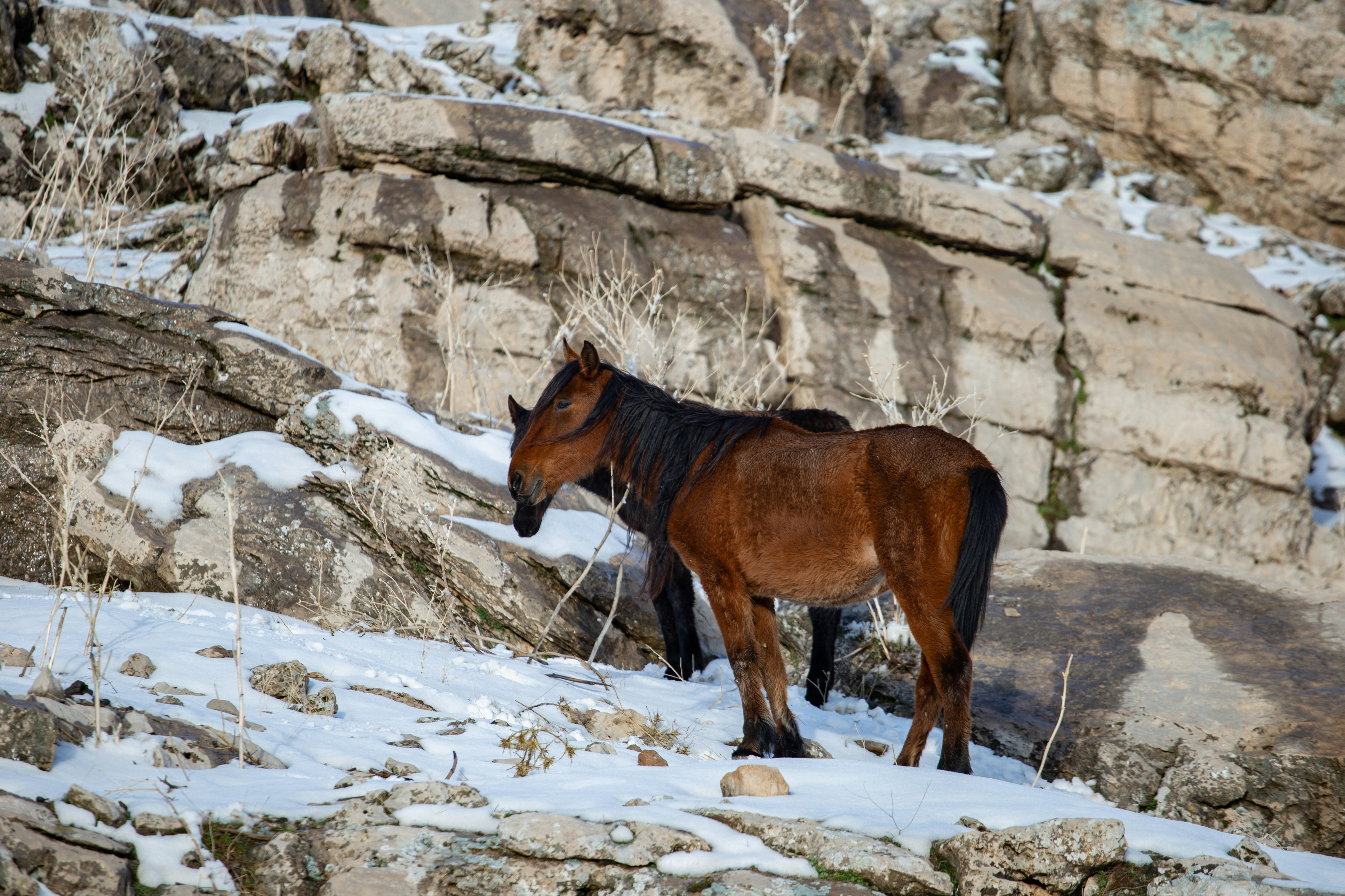 Steed Between Snow and Stone: A Rugged Winter Moment