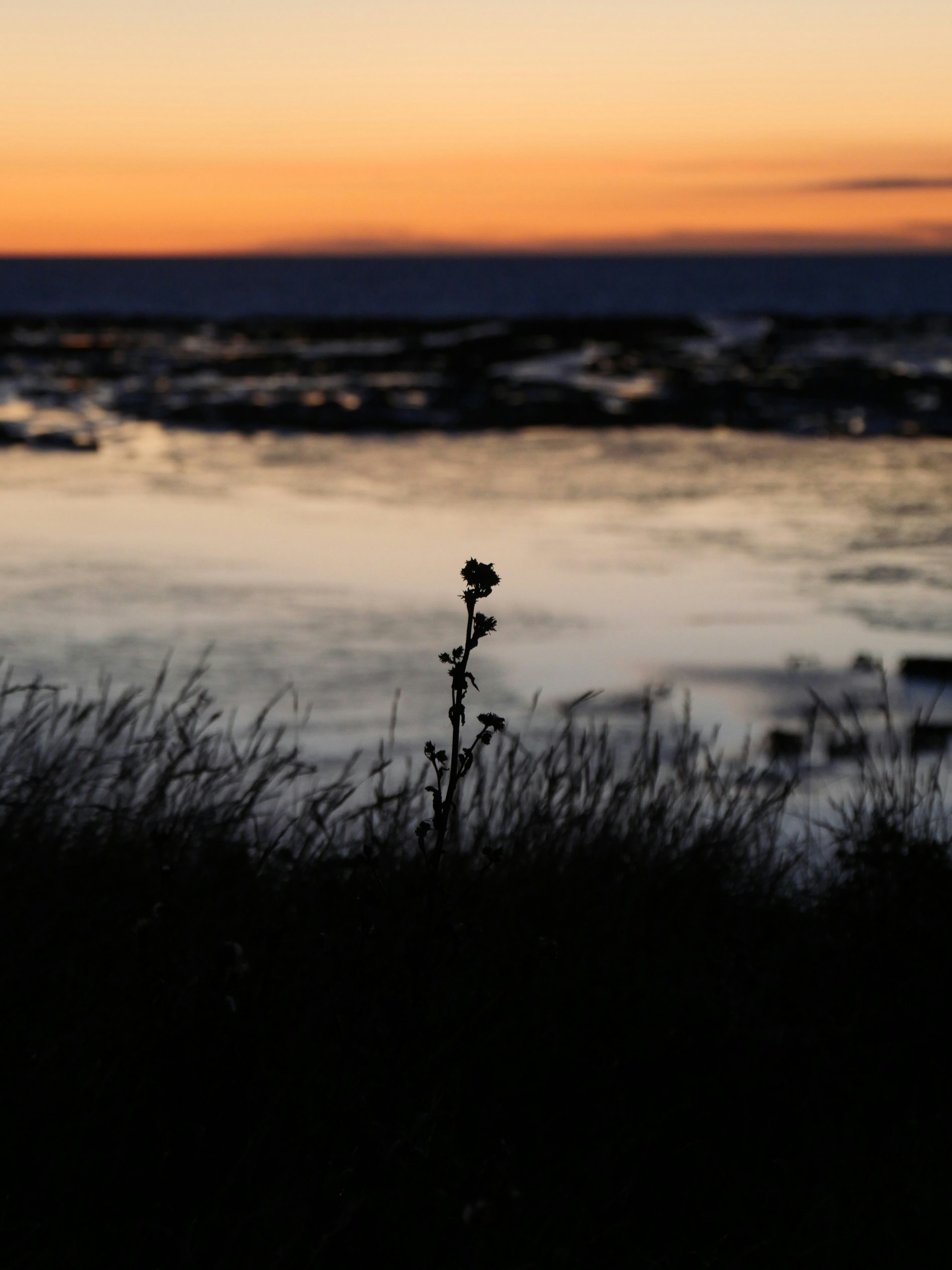 A solitary flower stands tall amidst tall grass, silhouetted against a tranquil twilight sky reflecting on the water's surface.