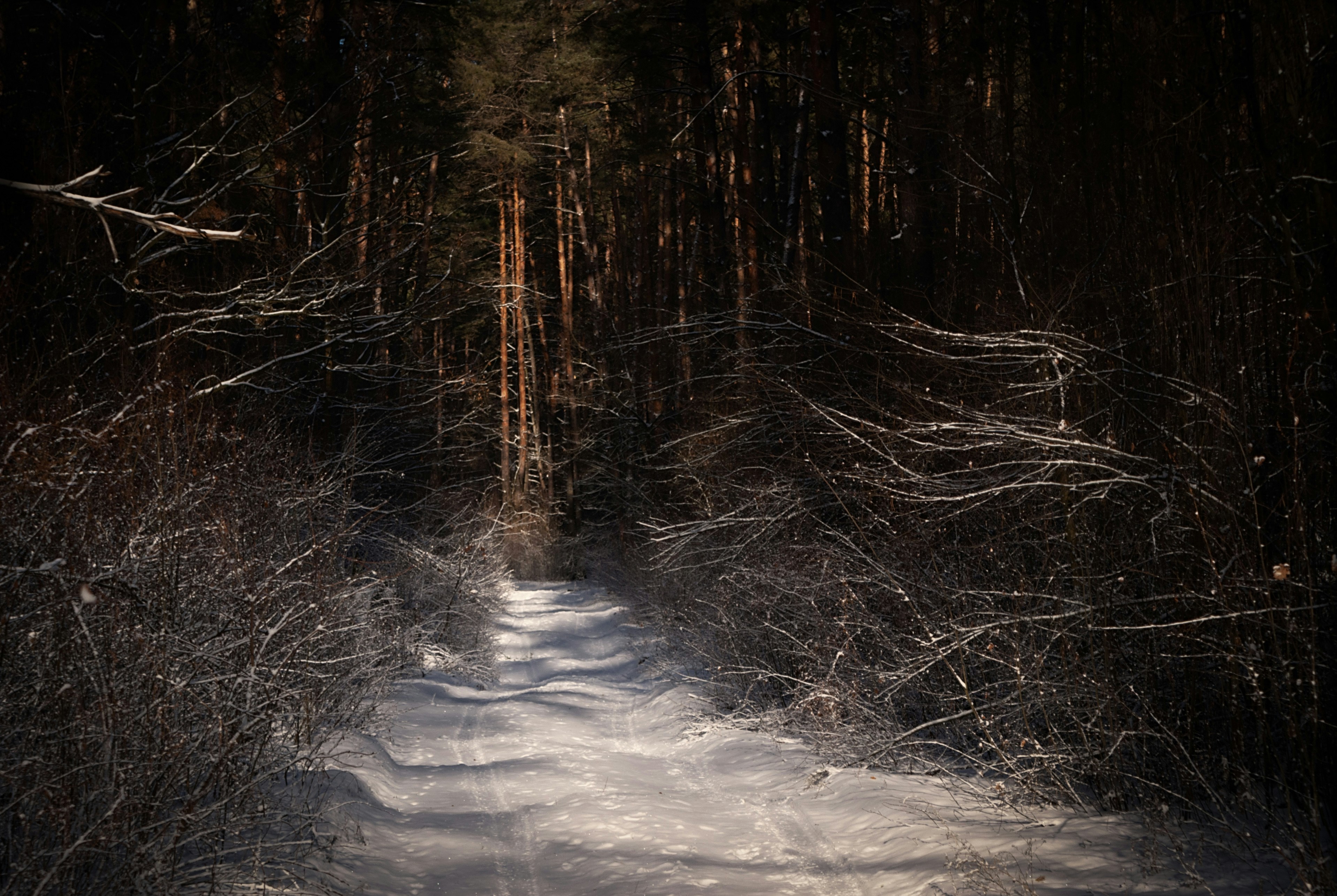 Snow-covered trail winding through a dark forest, illuminated by soft light filtering through tall trees. The scene evokes a sense of tranquility and solitude.