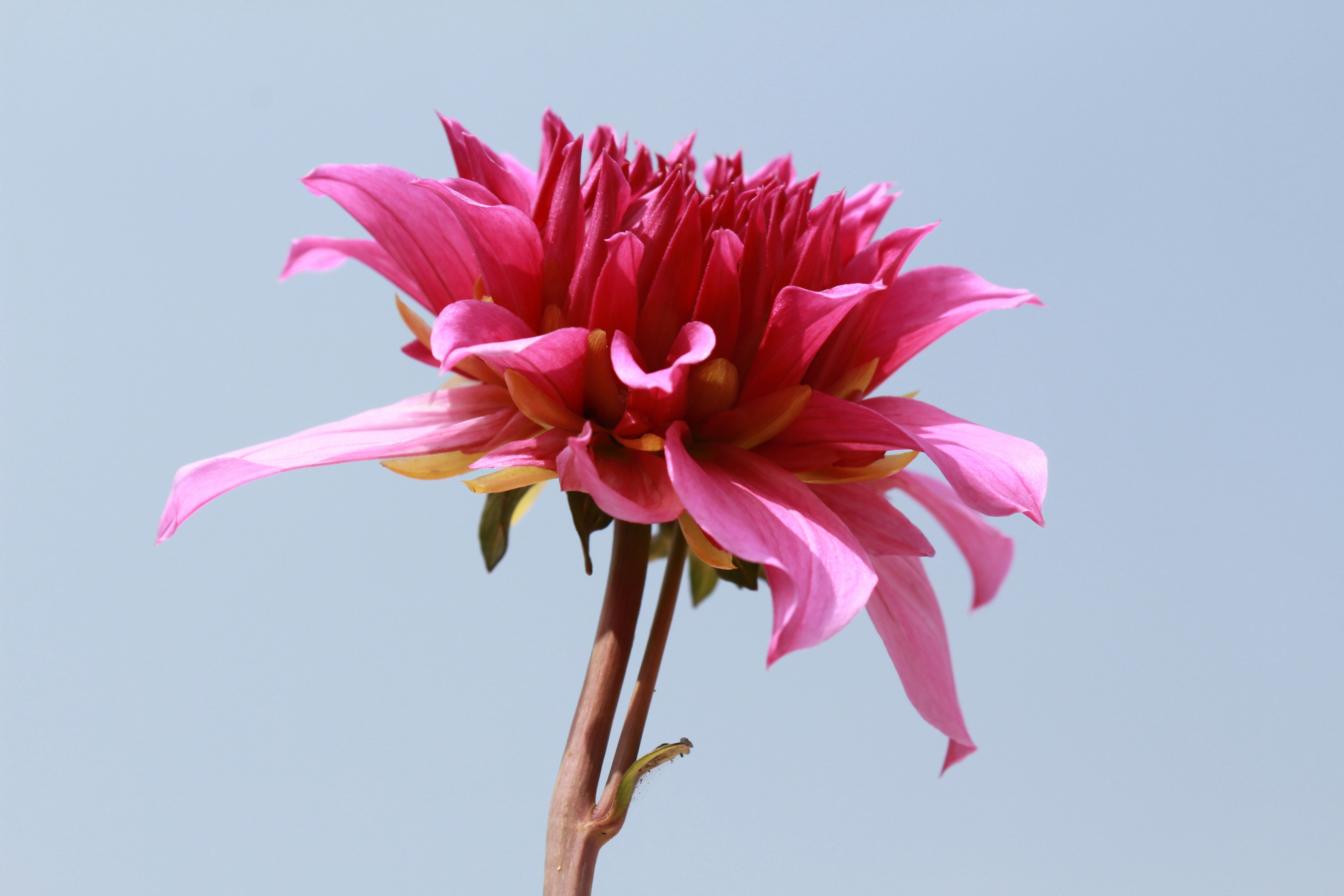 a pink flower with a blue sky in the background