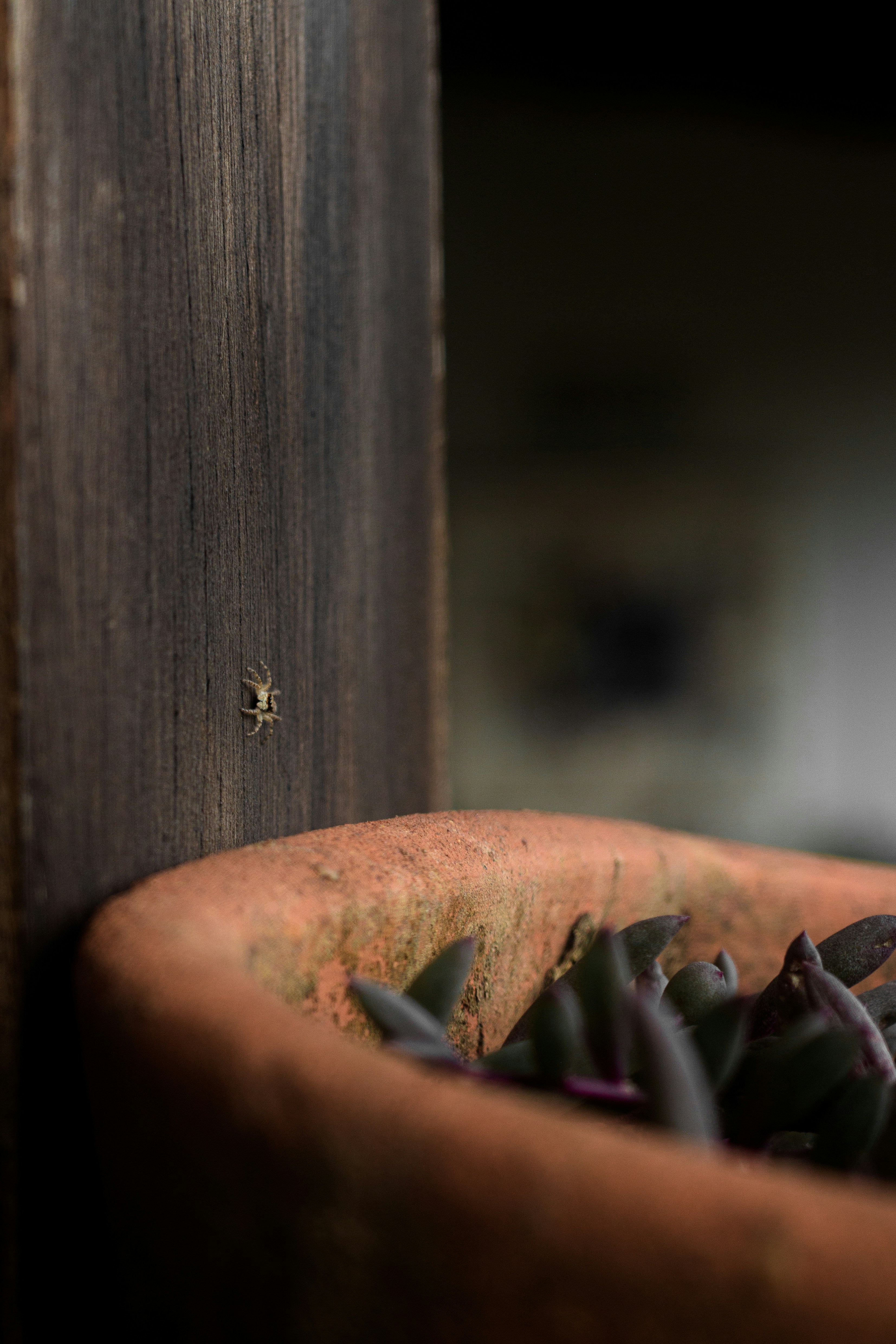 Crab Spider on Weathered Wood Above a Terracotta Succulent