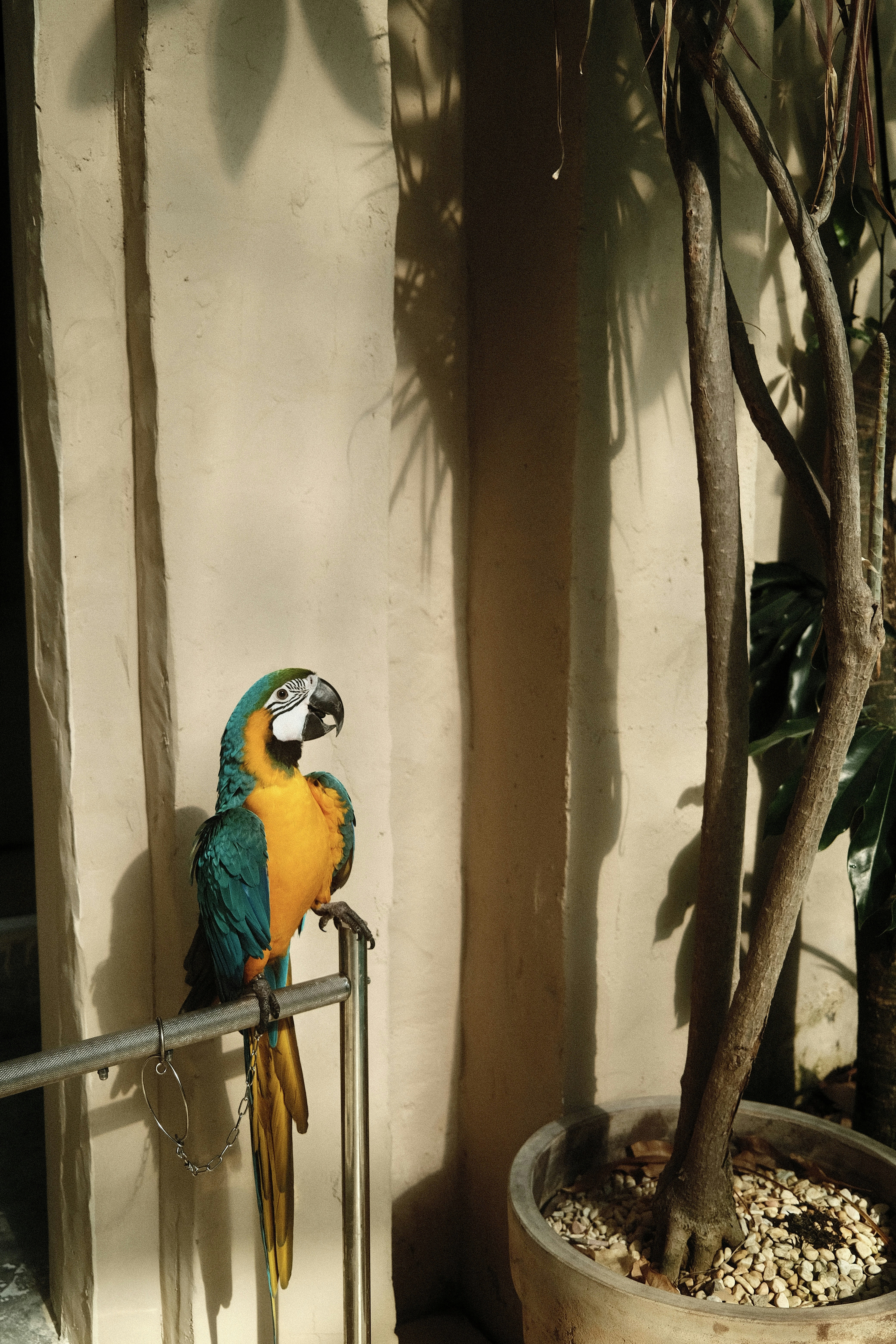 Sunlit Blue-and-Gold Macaw Perched on a Rail Among Shadowed Garden Vines