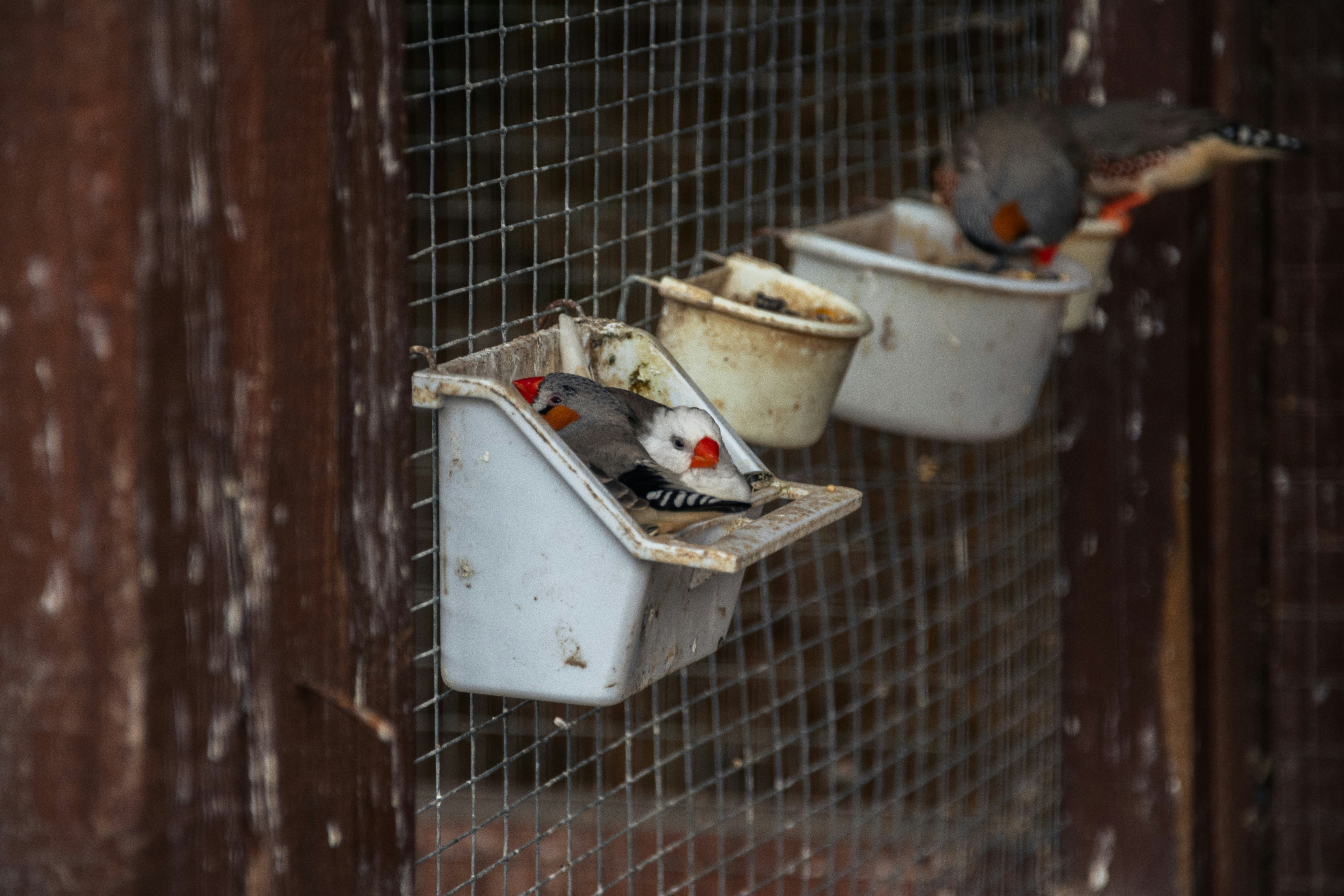 small birds together in a dirty pot