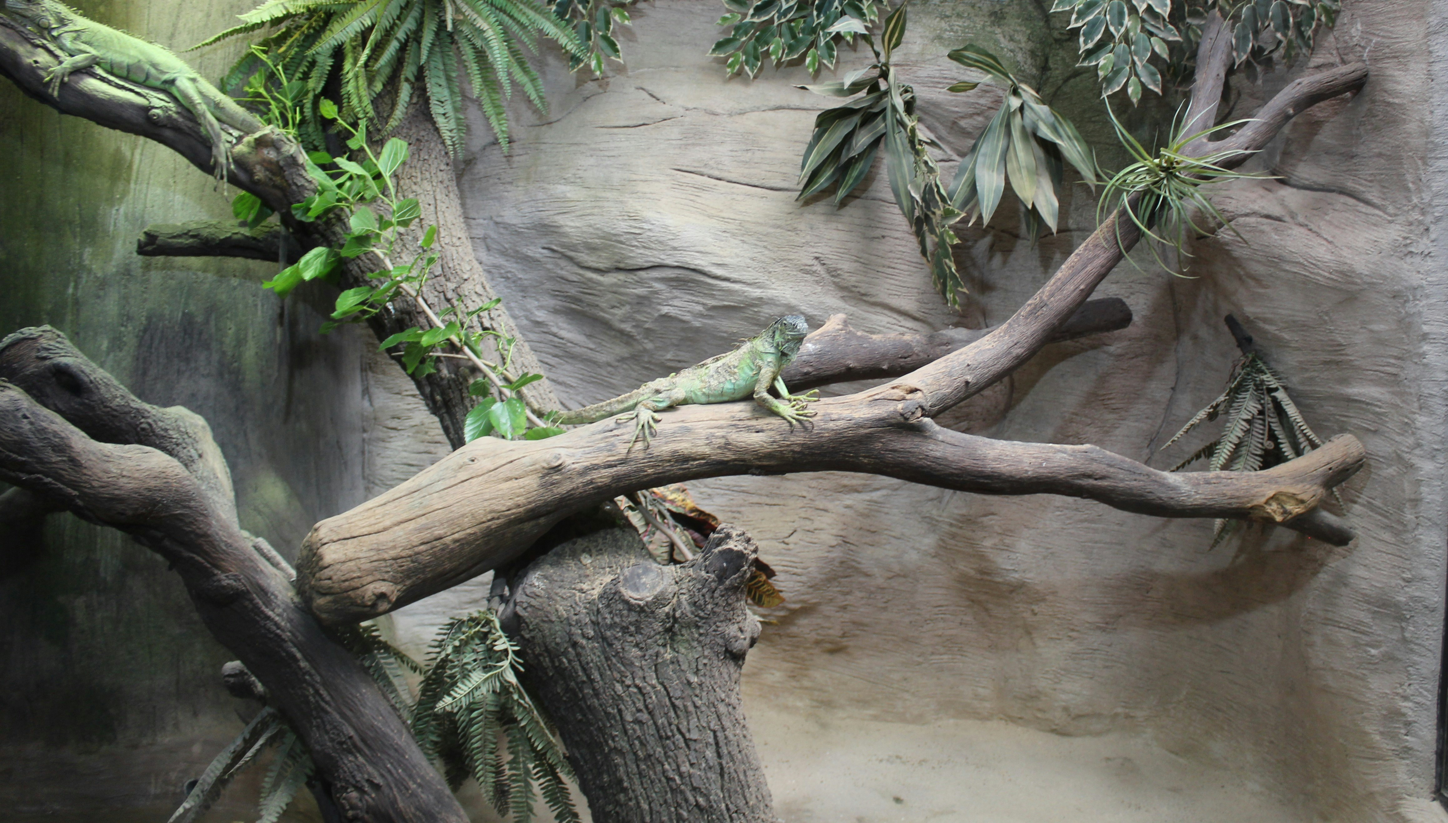 A large tree branch in a zoo exhibit photo – Free Camaleon Image on ...