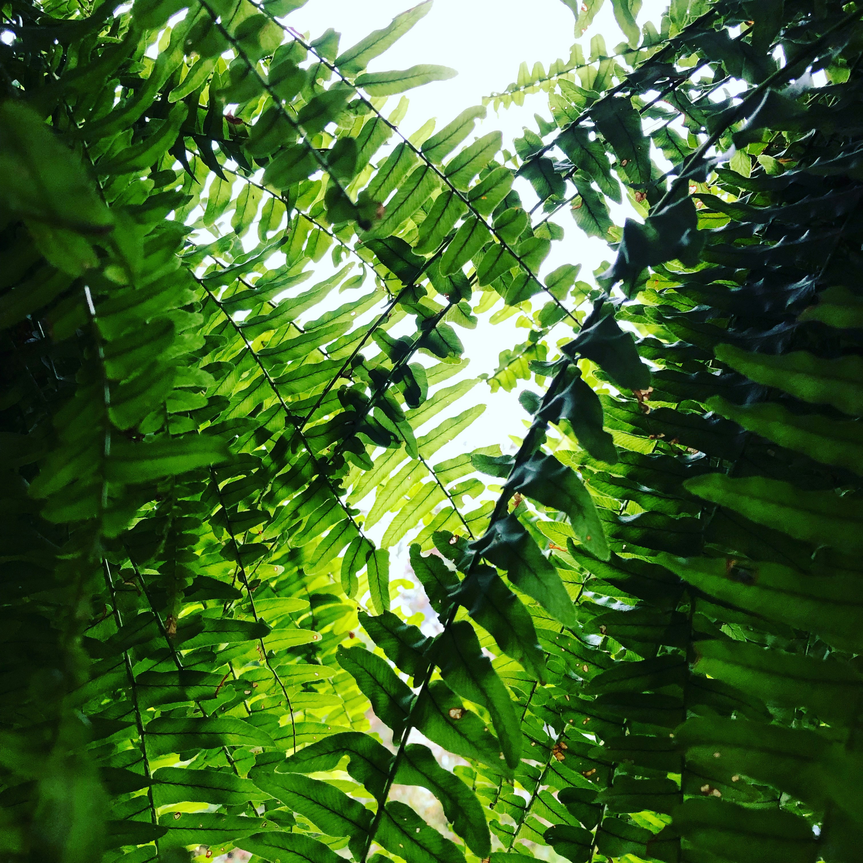 Green fern fronds fill the photo against a bright background with backlighting of the leaves.